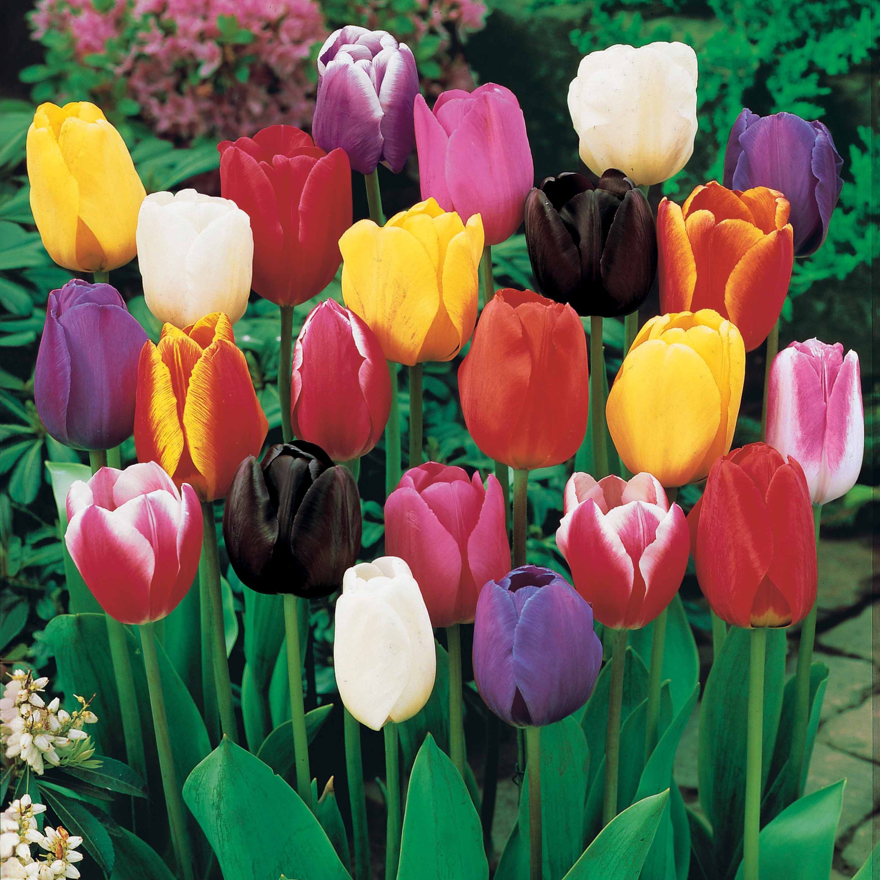 Bloembollen 50 Triumph Tulpen gemengd - Tulipa | Bakker.com