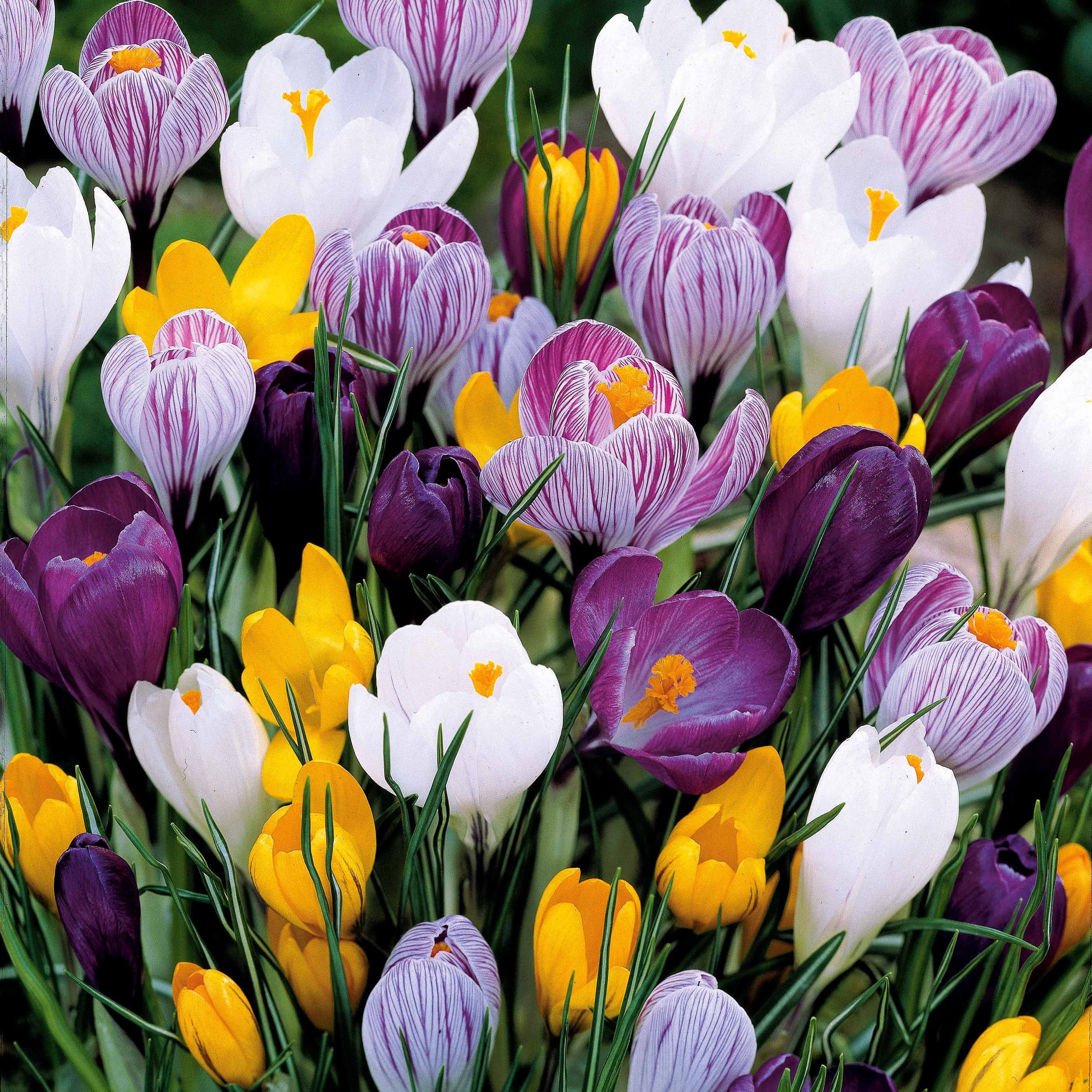 Bloembollen 100 Krokus Grootbloemig gemengd - Crocus vernus | Bakker.com