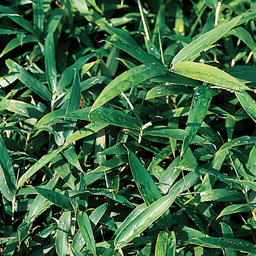 Pygmee bamboe - Pleioblastus pygmaeus | Bakker.com