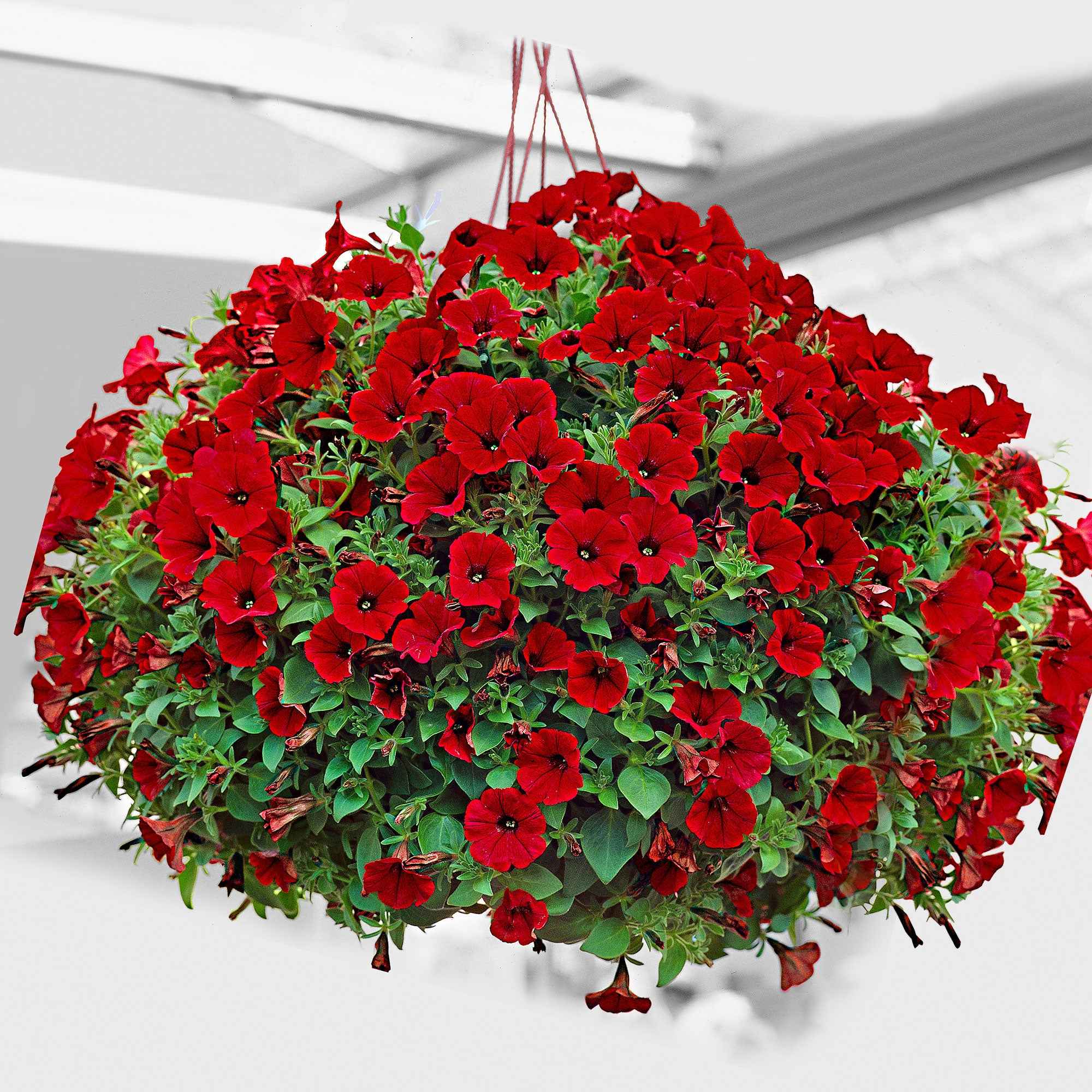Hangpetunia rood (x3) - Petunia | Bakker.com