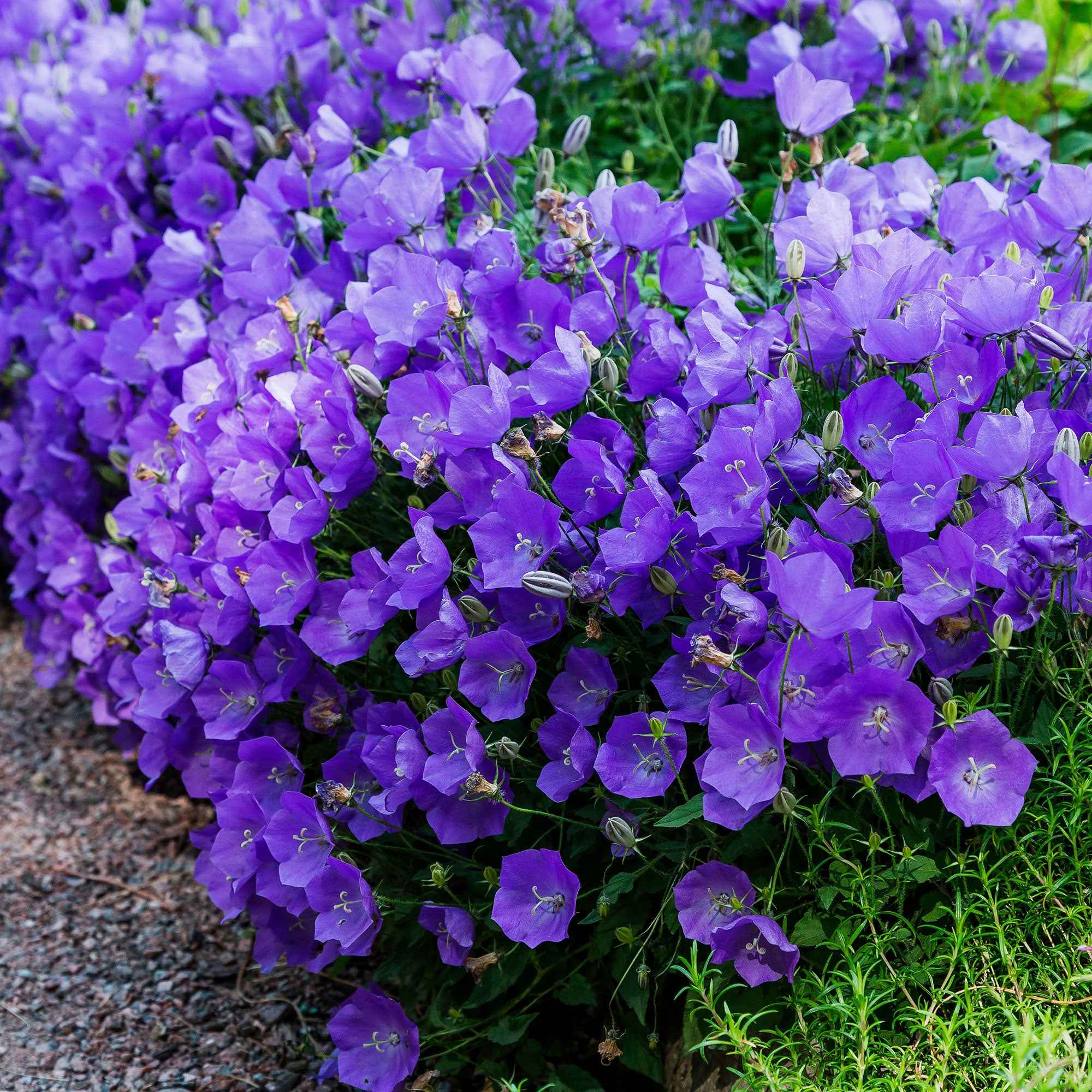 Campanula Carpatica Pristar White | Syngenta Flowers