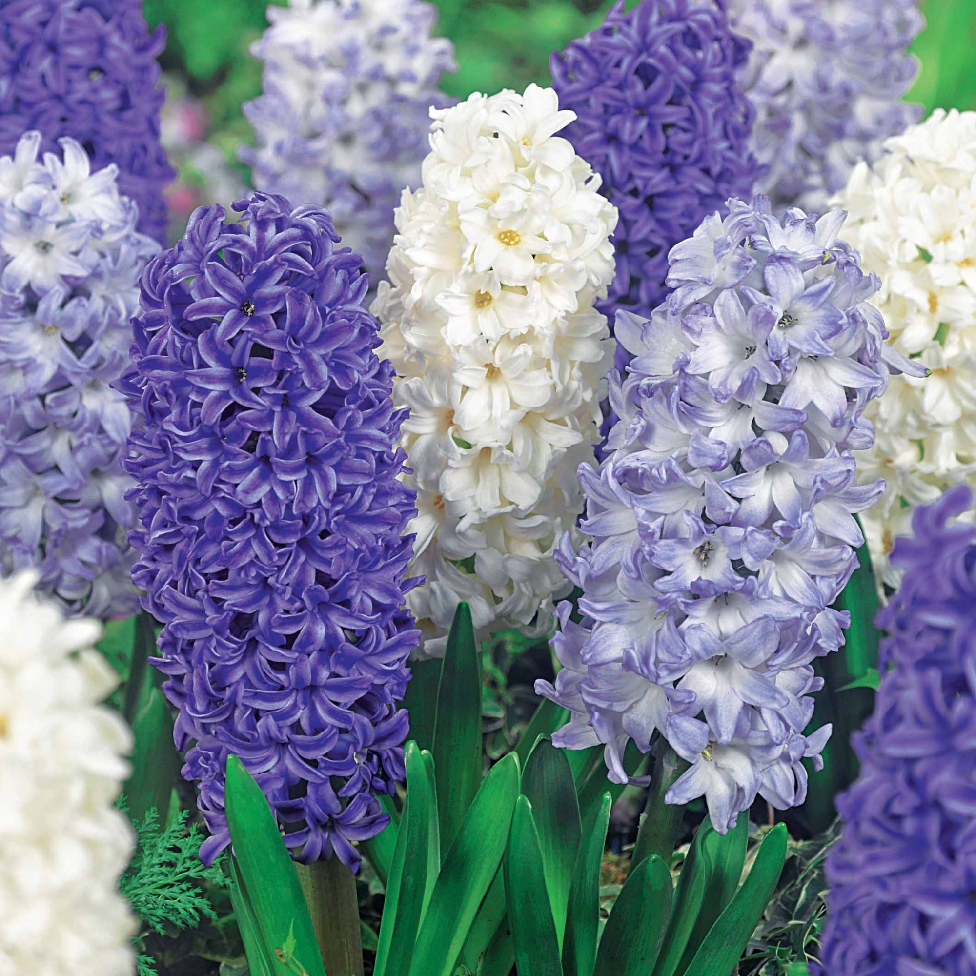 Bloembollen Hyacint 'Harmony' (x9) - Hyacinthus orientalis | Bakker.com