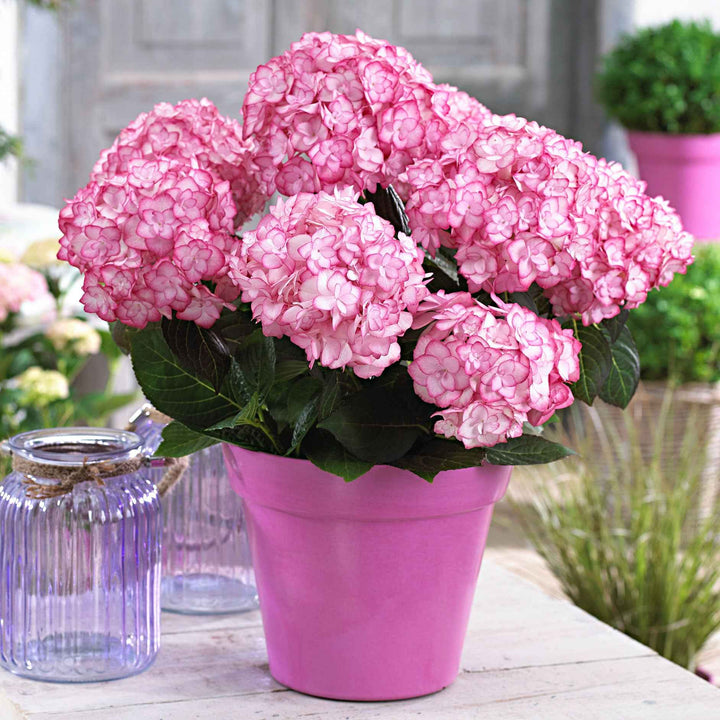 Boerenhortensia 'Doppio Rosa' - Hydrangea macrophylla Doppio Rosa ...