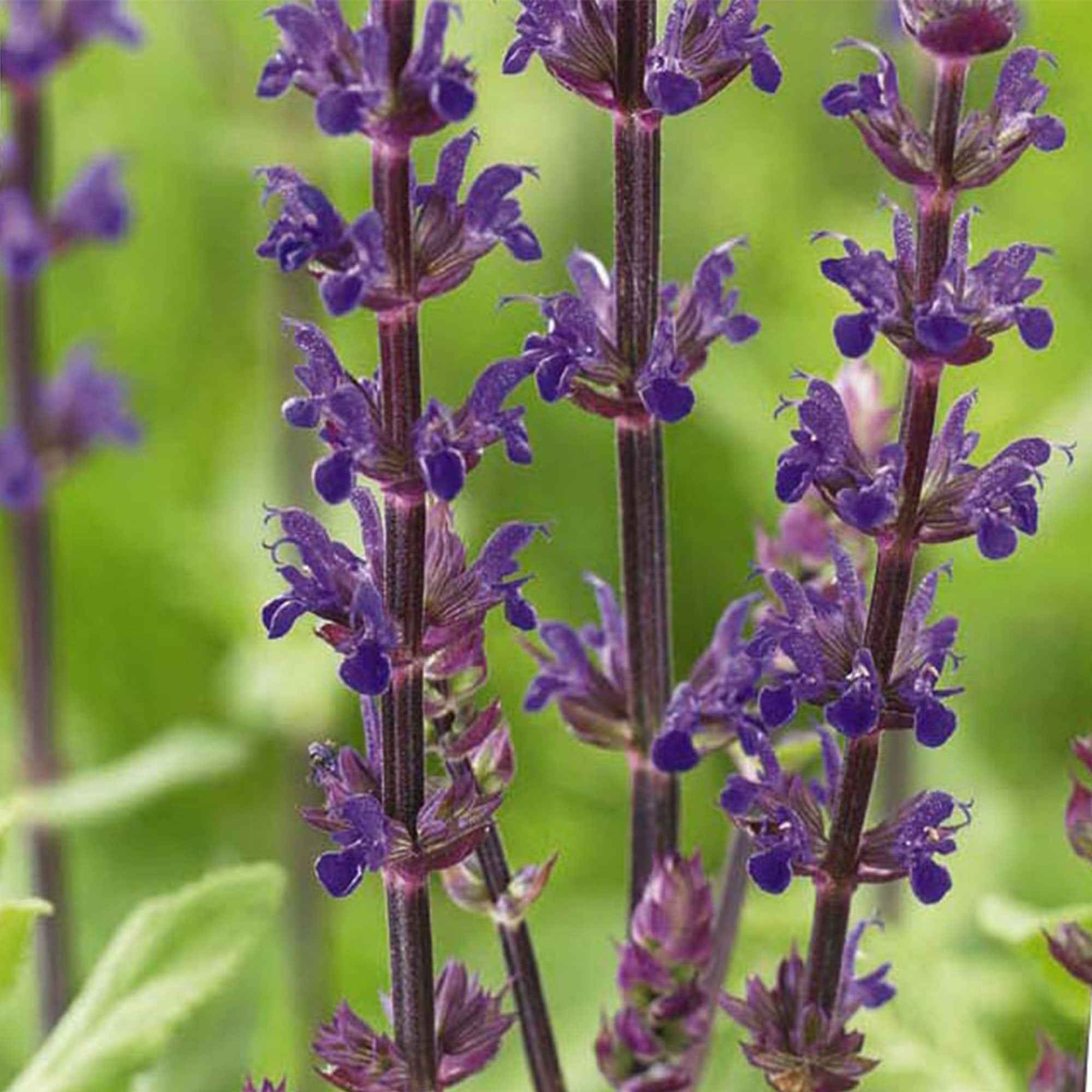 Bossalie 'Caradonna' - Salvia nemorosa caradonna | Bakker.com