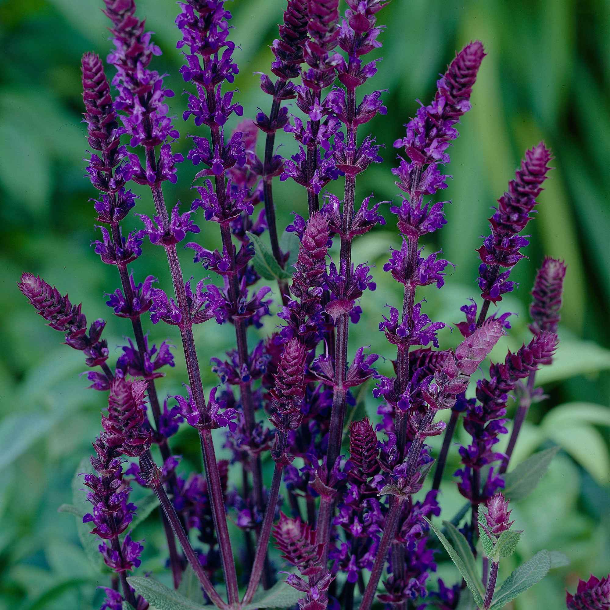 Bossalie 'Caradonna' - Salvia nemorosa caradonna | Bakker.com