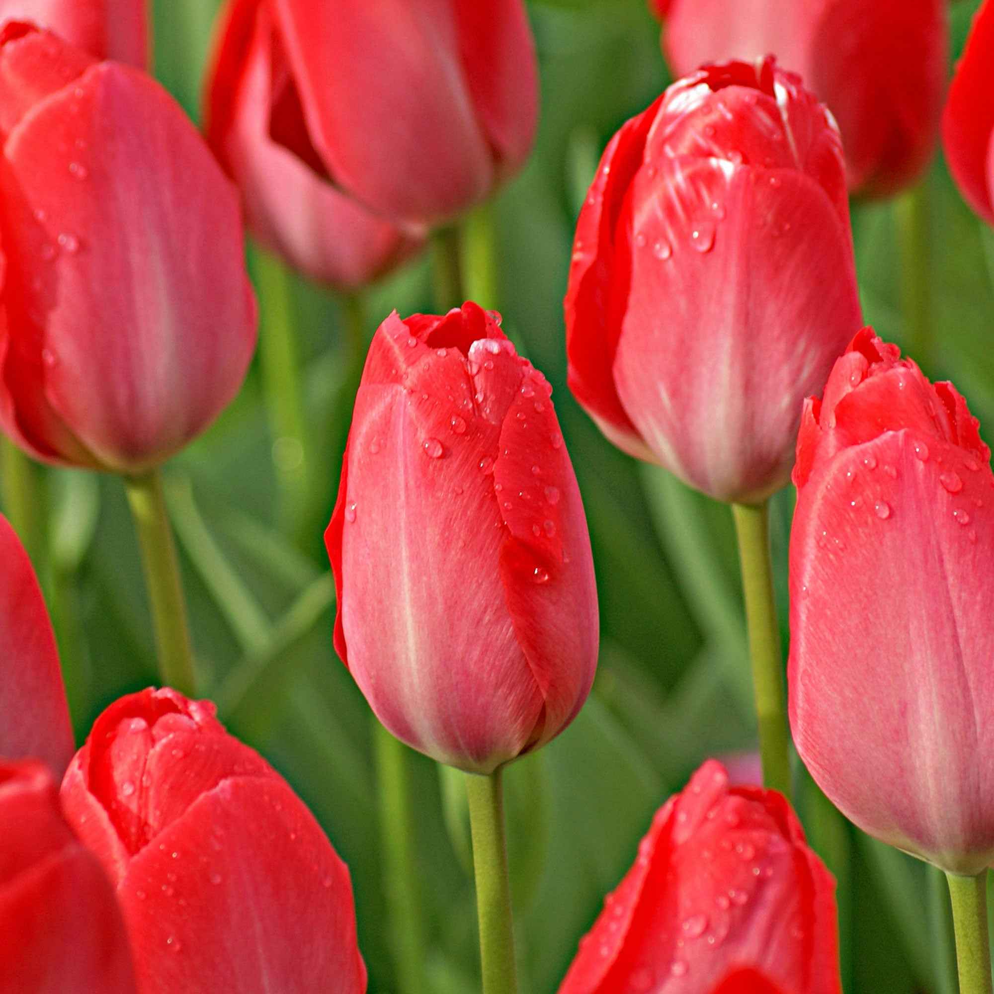 Bloembollen Tulp 'Van Eijk' (x10) - Tulipa van eijk | Bakker.com