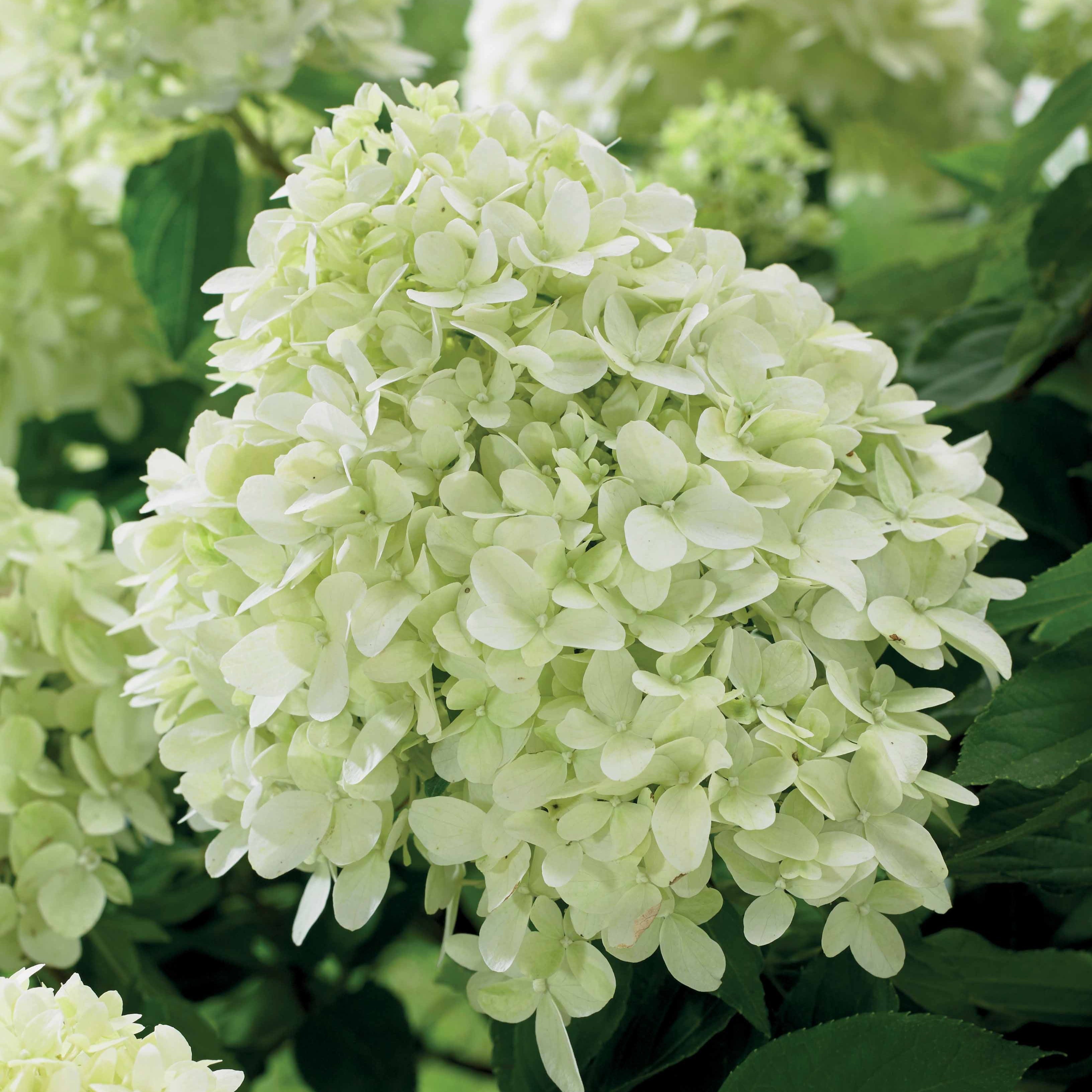 Pluimhortensia 'Skyfall' - Hydrangea paniculata skyfall | Bakker.com