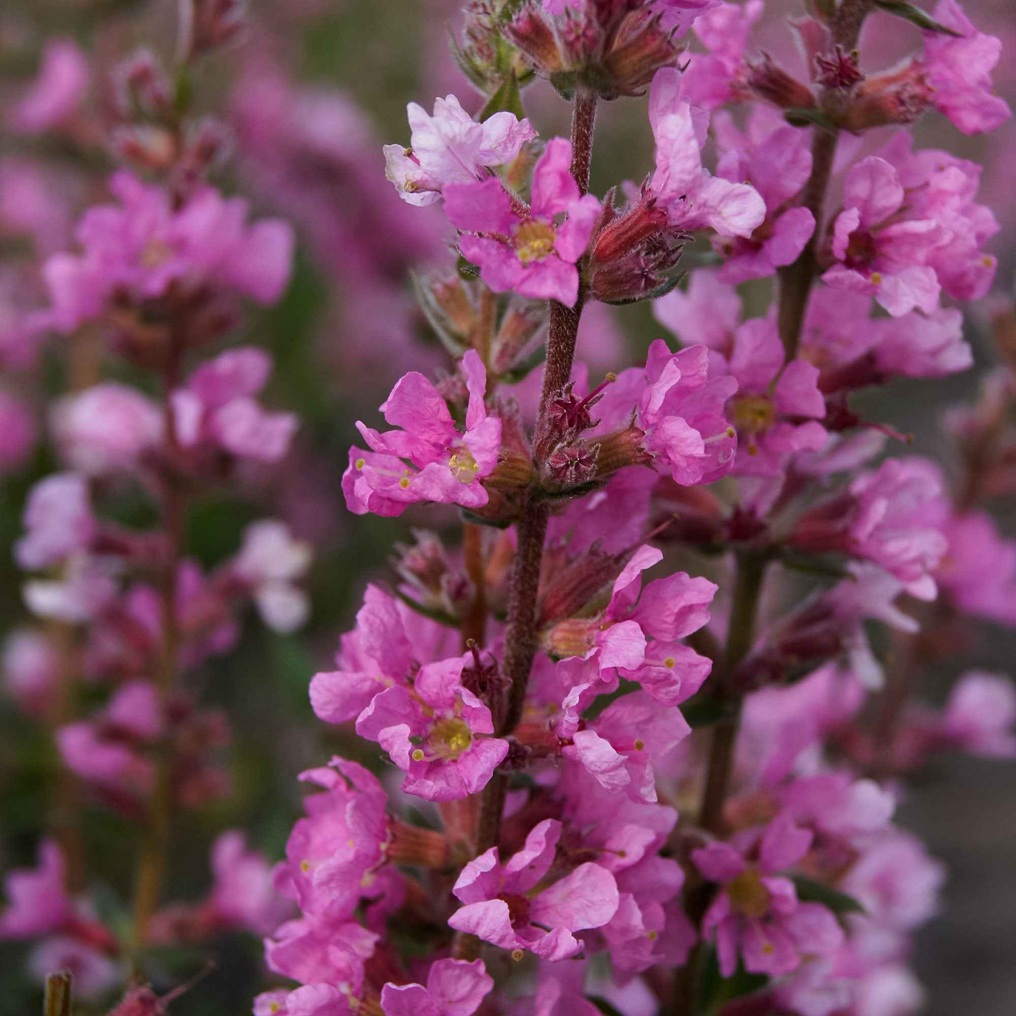 Grote kattenstaart - Lythrum salicaria ssp intermedium | Bakker.com