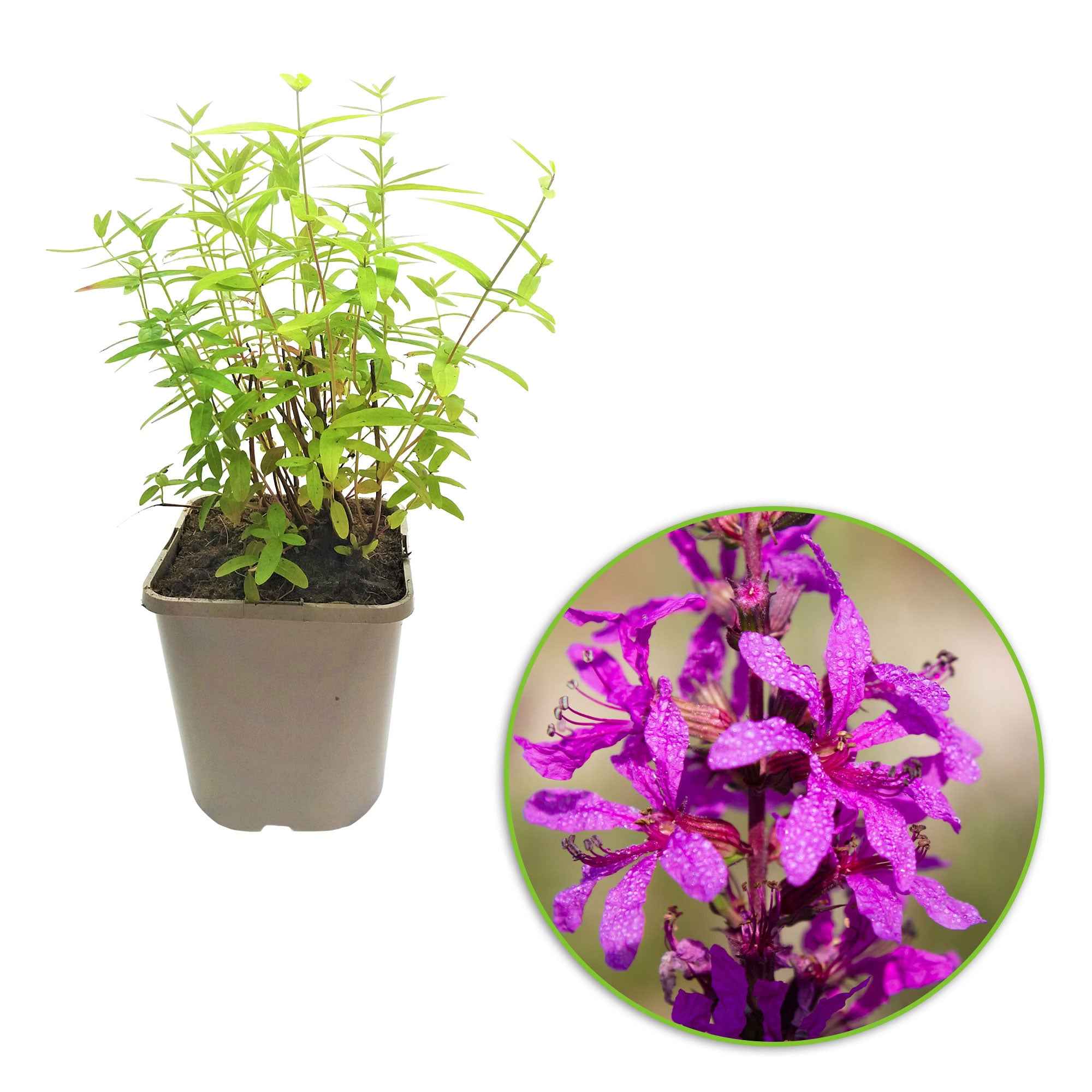 Grote kattenstaart - Lythrum salicaria ssp intermedium | Bakker.com