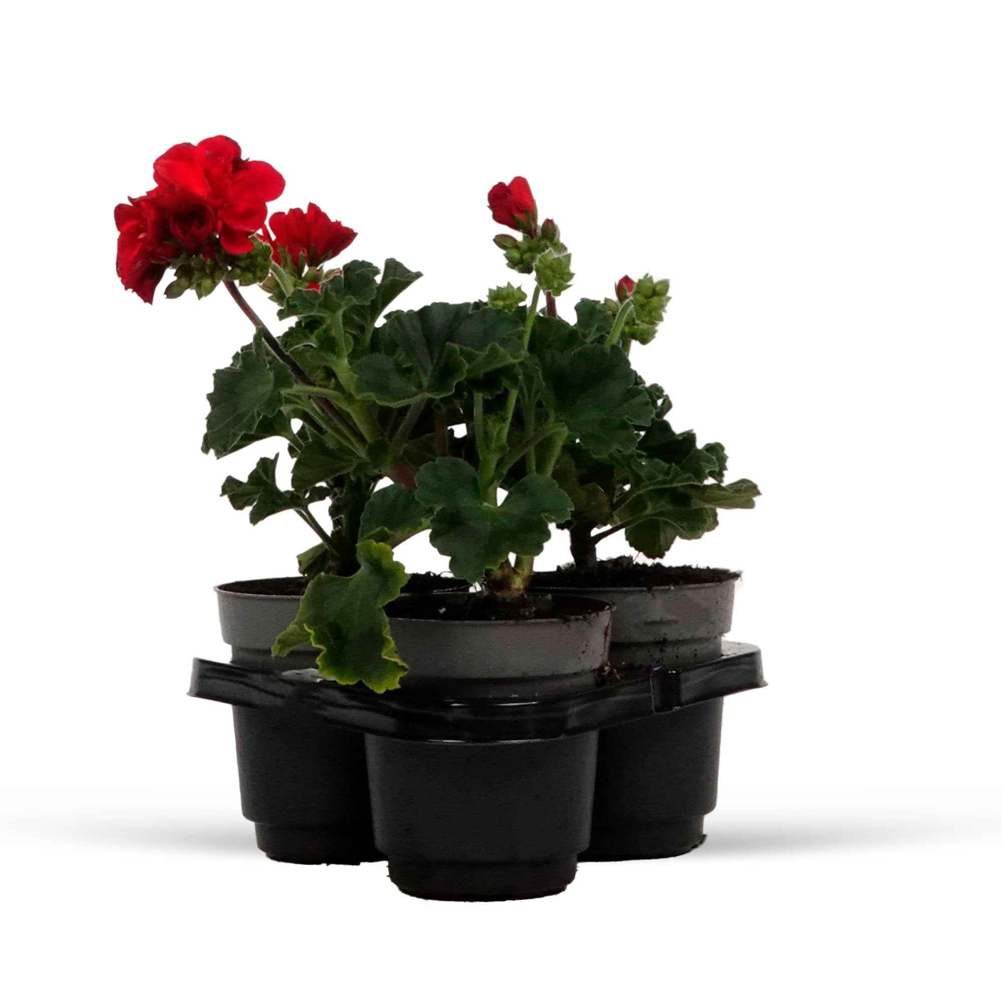 Geranium 'Toscana'® (x3) - Pelargonium zonale toscana ® | Bakker.com