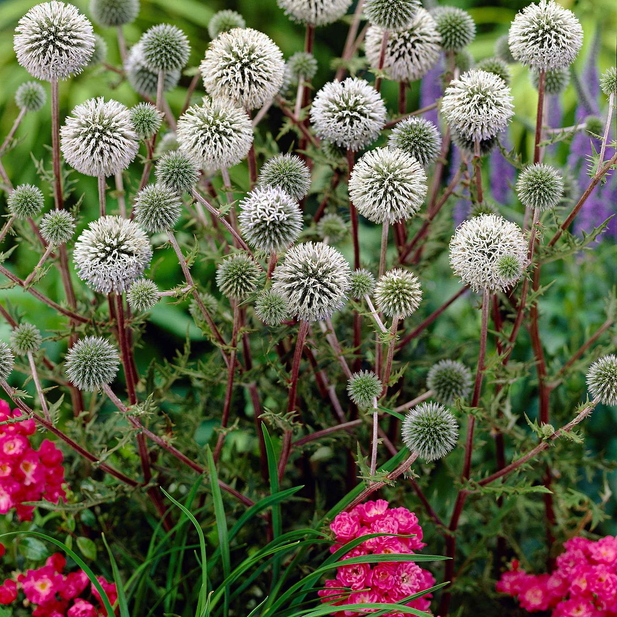 Kogeldistel 'Arctic Glow' - Echinops sphaerocephalus arctic glow ...
