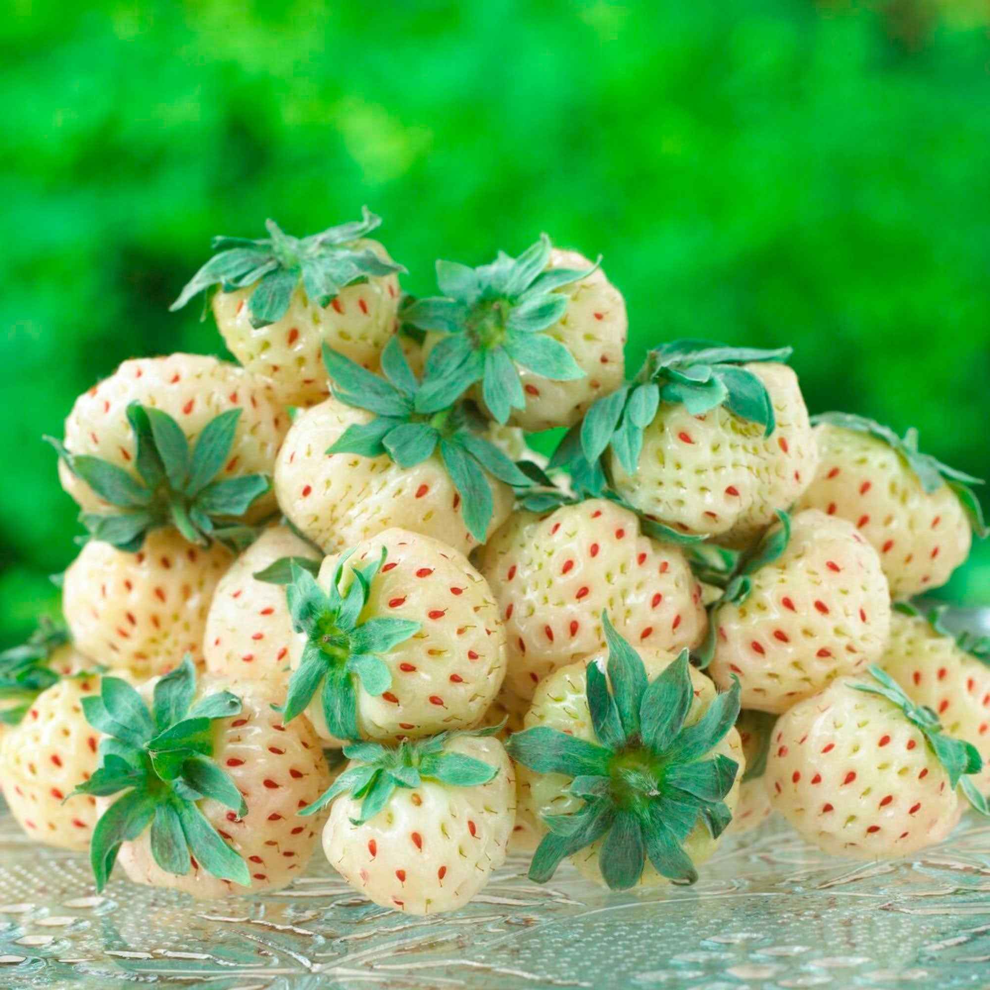 Aardbei 'Pineberry' (x2) - Fragaria pineberry white dream ® | Bakker.com