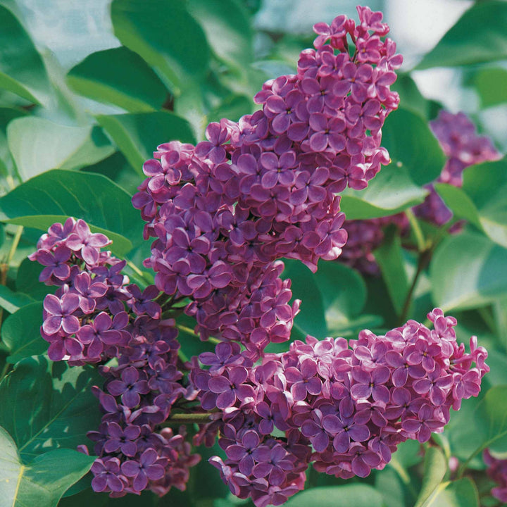 Dubbelbloemige sering 'Beauty of Moscow' - Syringa vulgaris beauty of ...