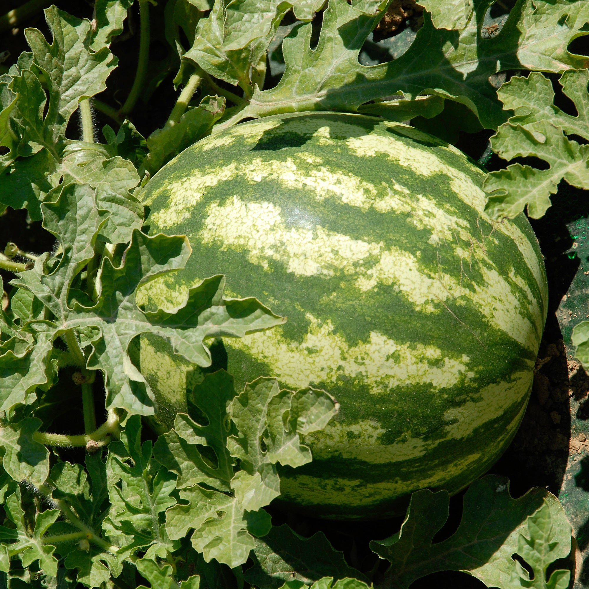 Groene Watermeloen Water Meloen