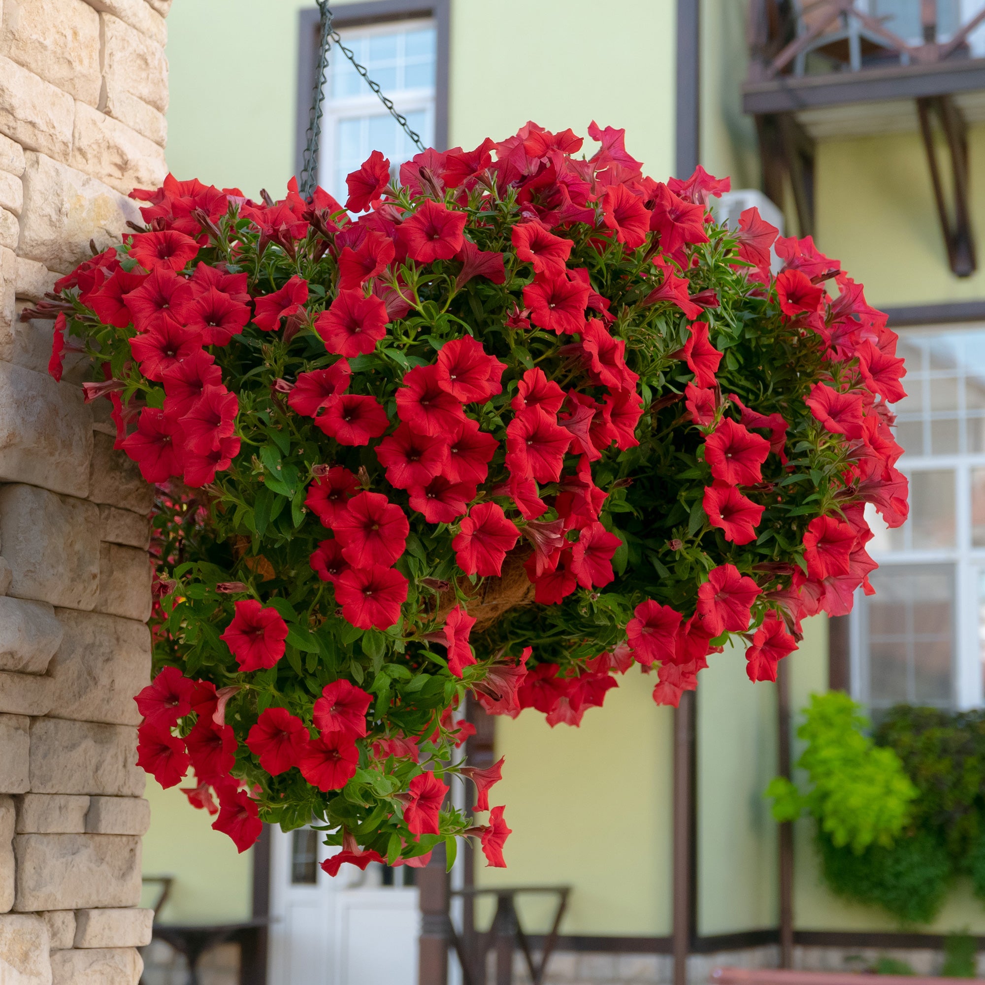 Hangpetunia rood (x3) - Petunia | Bakker.com