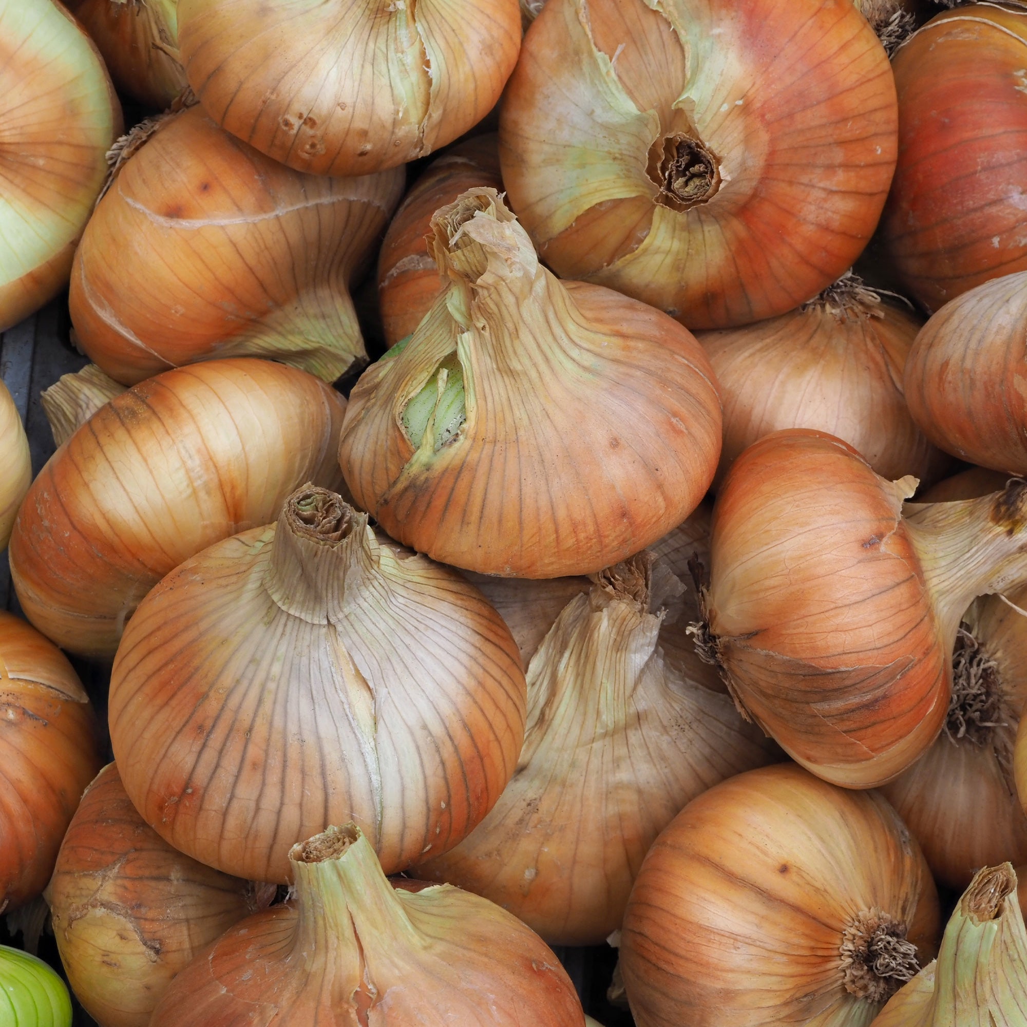 Bloembollen Ui 'Stuttgarter Riesen' - Allium cepa stuttgarter riesen ...