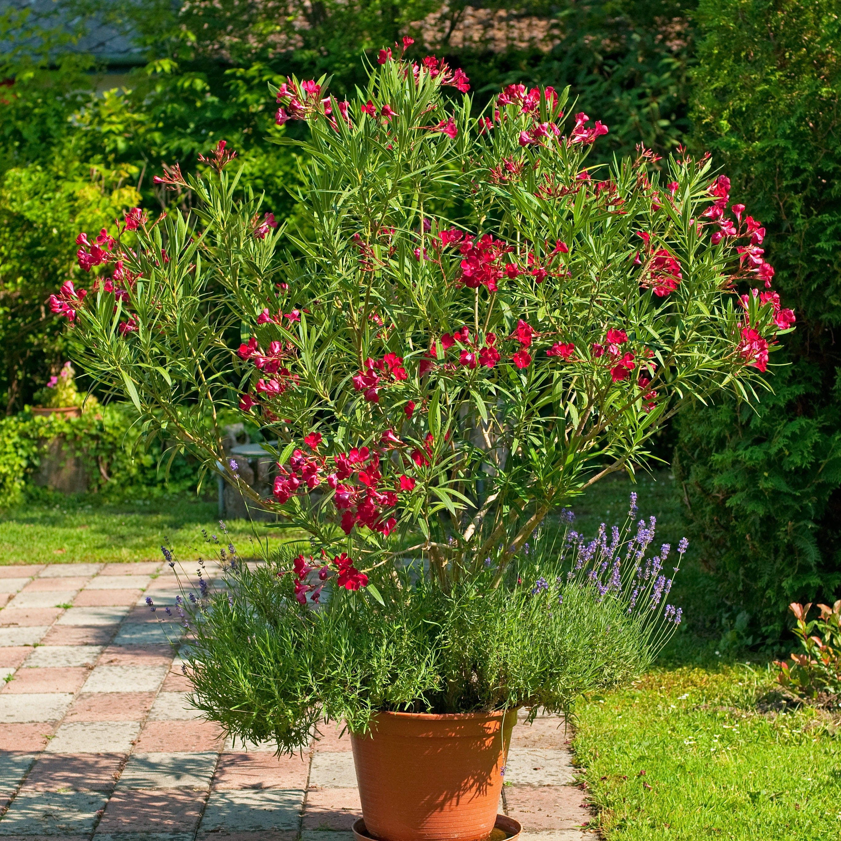 Red Oleander Tree