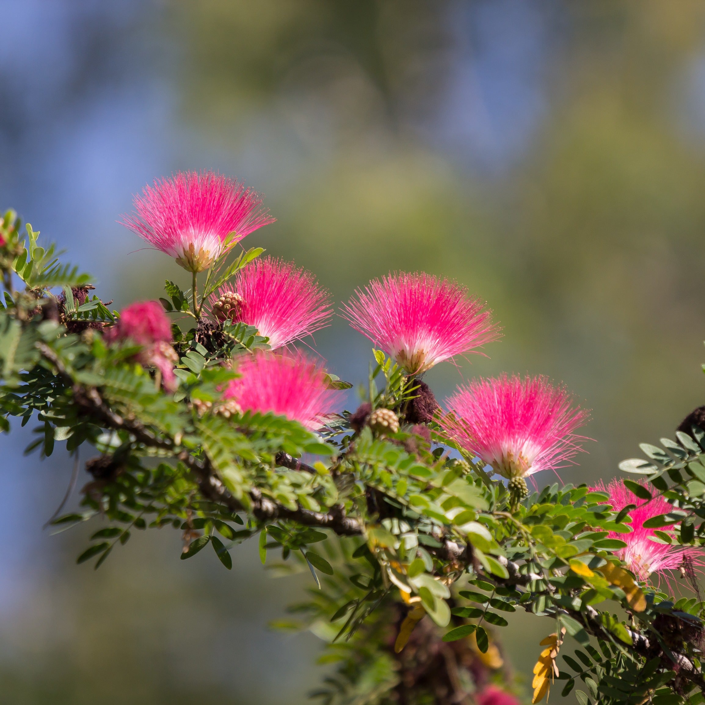 Surinaamse Poederdons op stam - Calliandra surinamensis pink powder ...