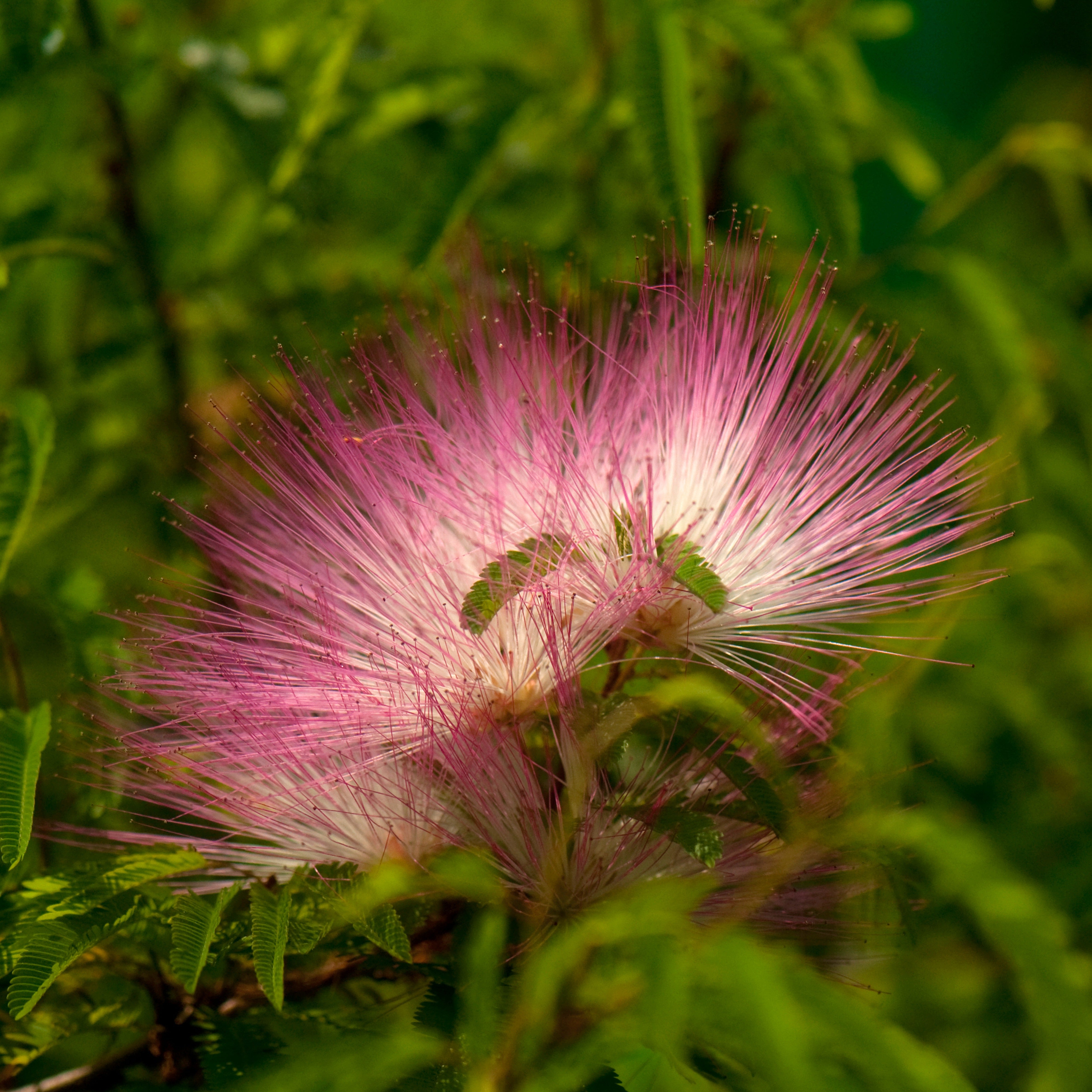 Surinaamse Poederdons op stam - Calliandra surinamensis pink powder ...