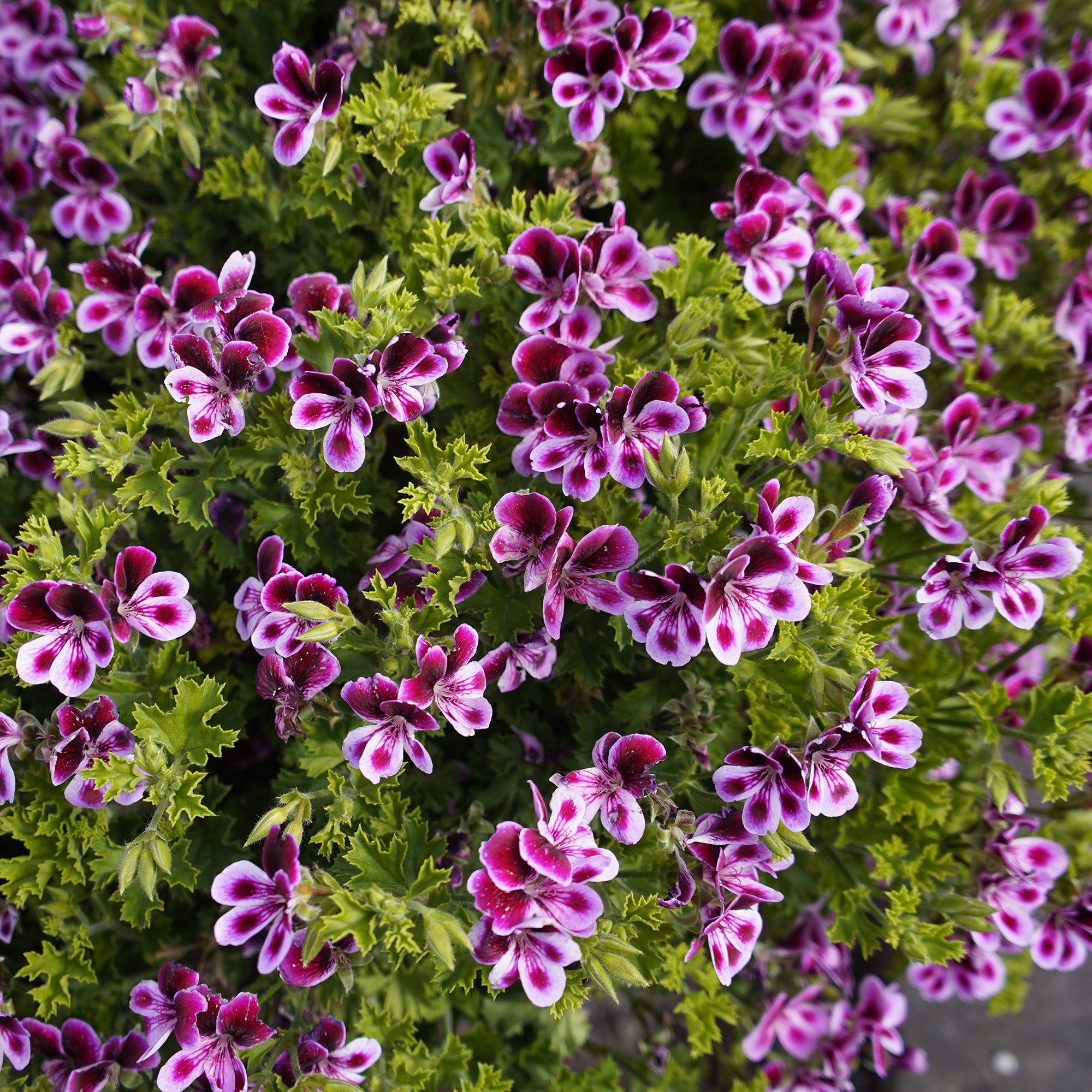 Geranium 'Mosquitaway Eva' (x3) - Pelargonium 'mosquitaway eva ...