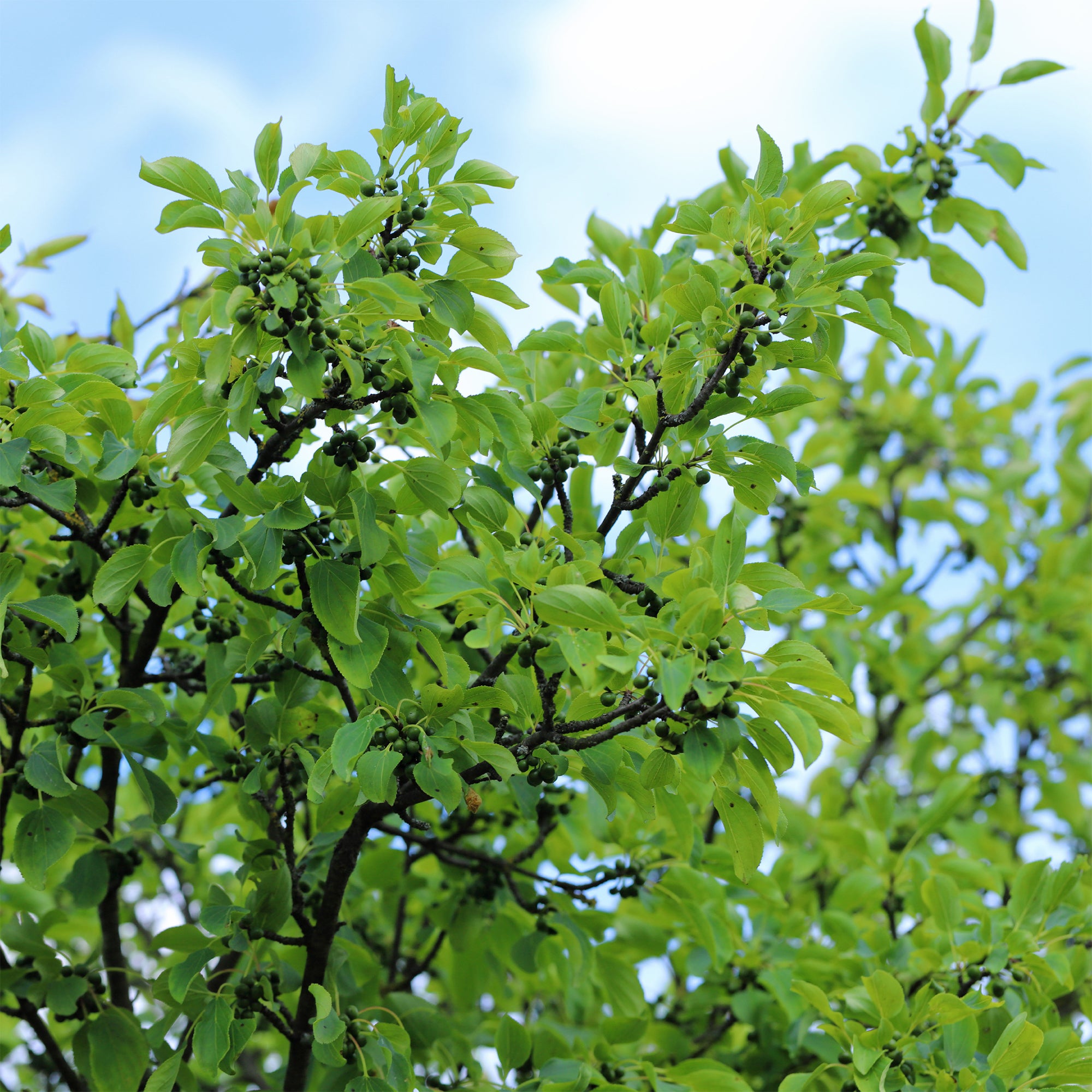 Wegedoorn - Rhamnus cathartica | Bakker.com