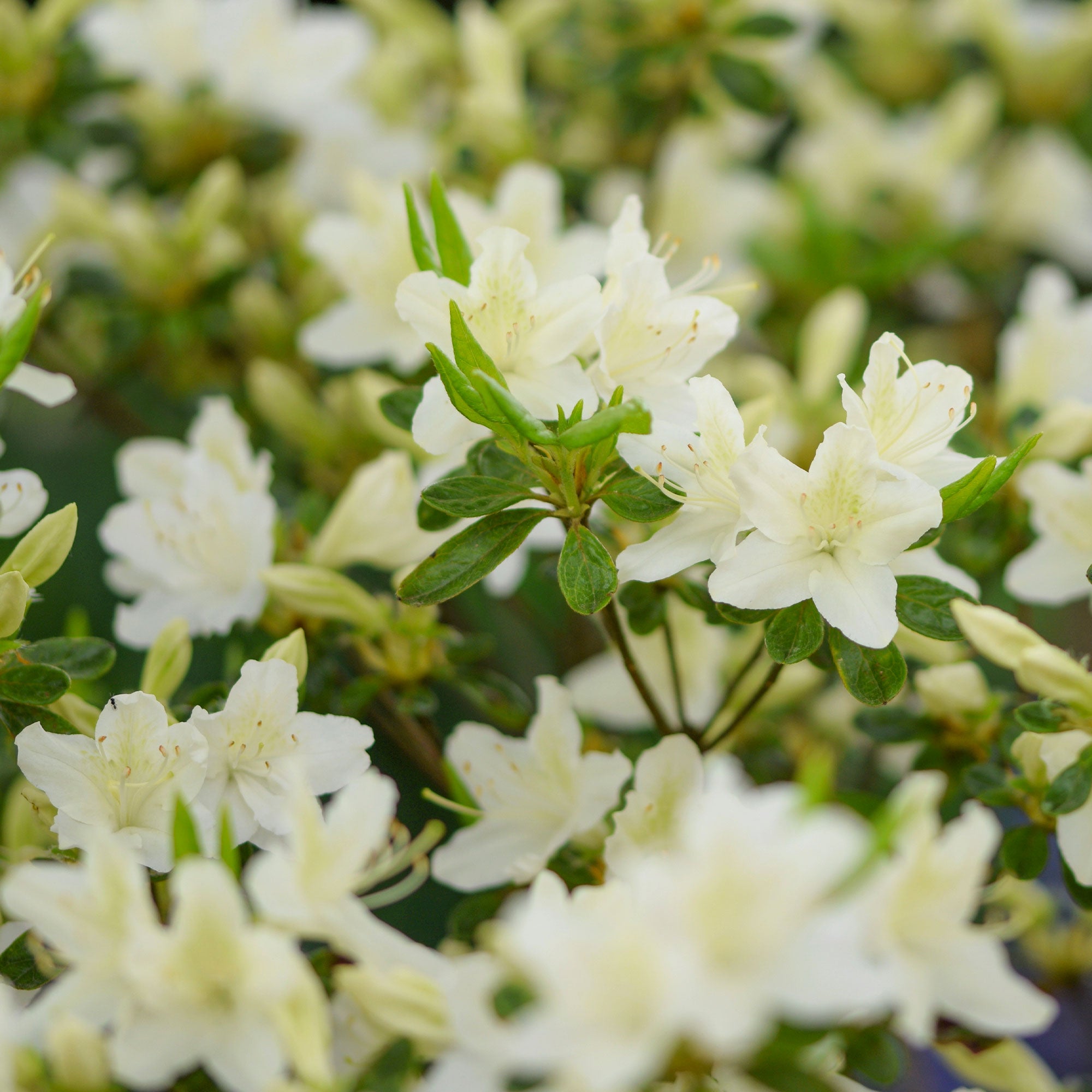 Japanse azalea White Surprise - Azalea japonica White Surprise | Bakker.com