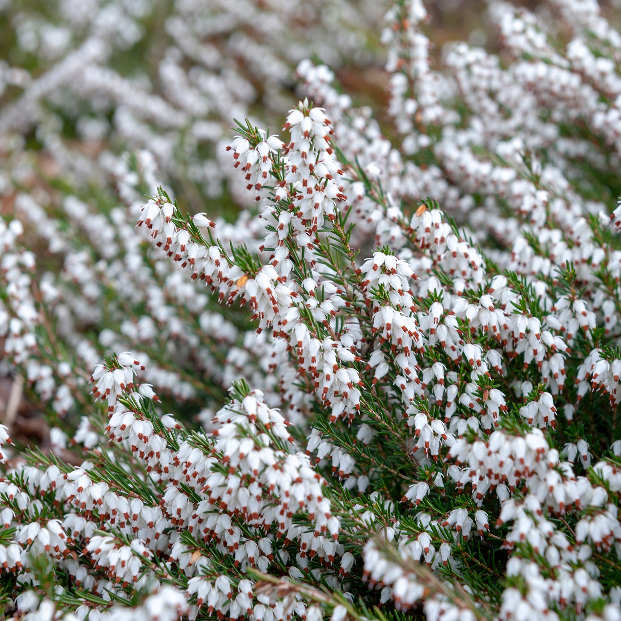 Winterheide - wit (x3) - Erica carnea | Bakker.com
