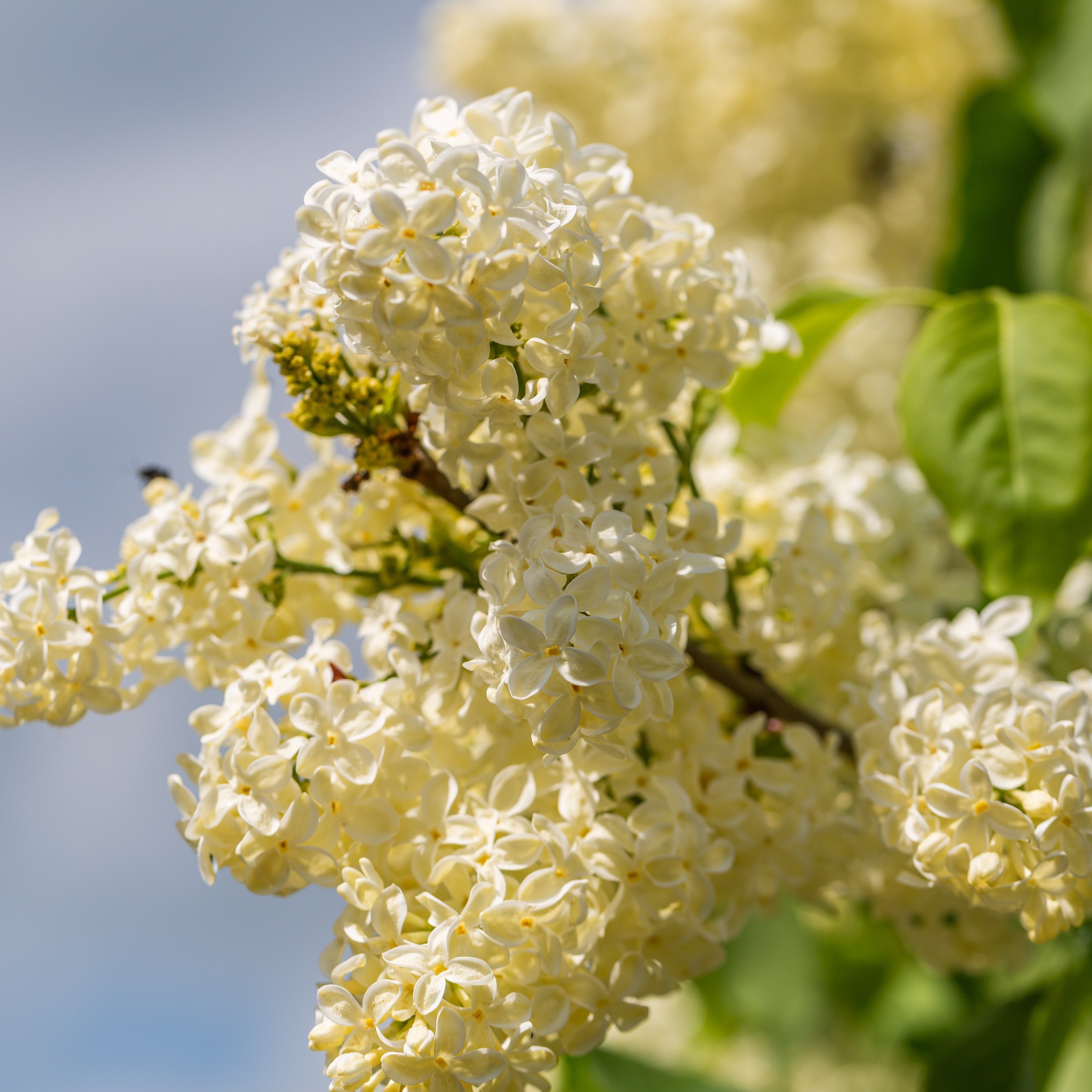 Gele Sering - Syringa vulgaris primrose | Bakker.com