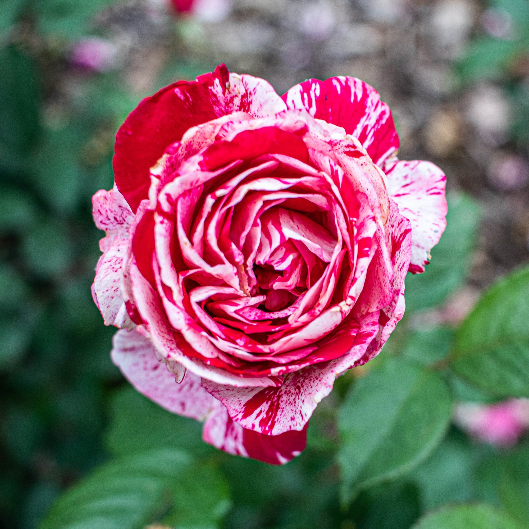 Roos 'Candy Stripe' - Rosa Candy Stripe | Bakker.com