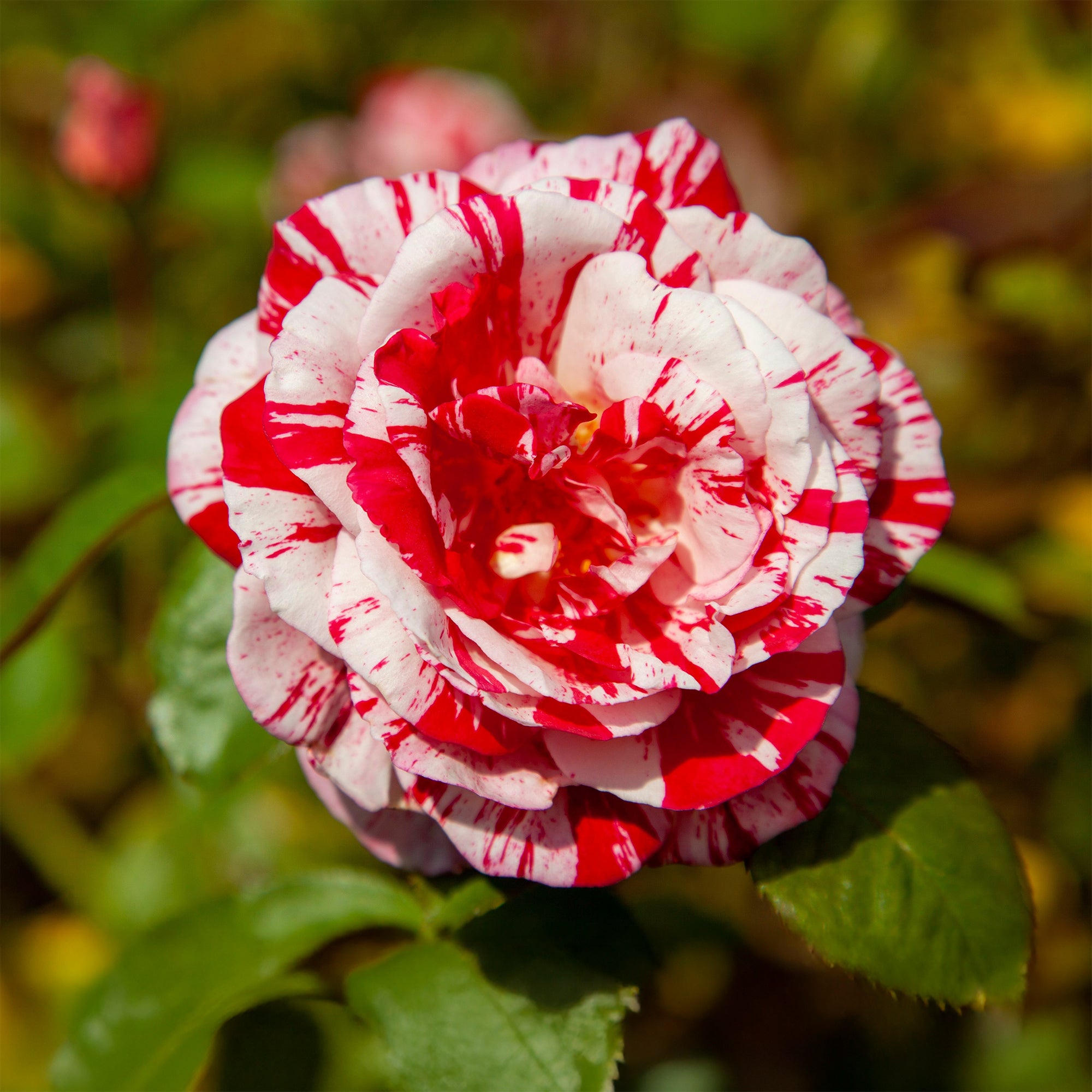 Roos 'Candy Stripe' - Rosa Candy Stripe | Bakker.com