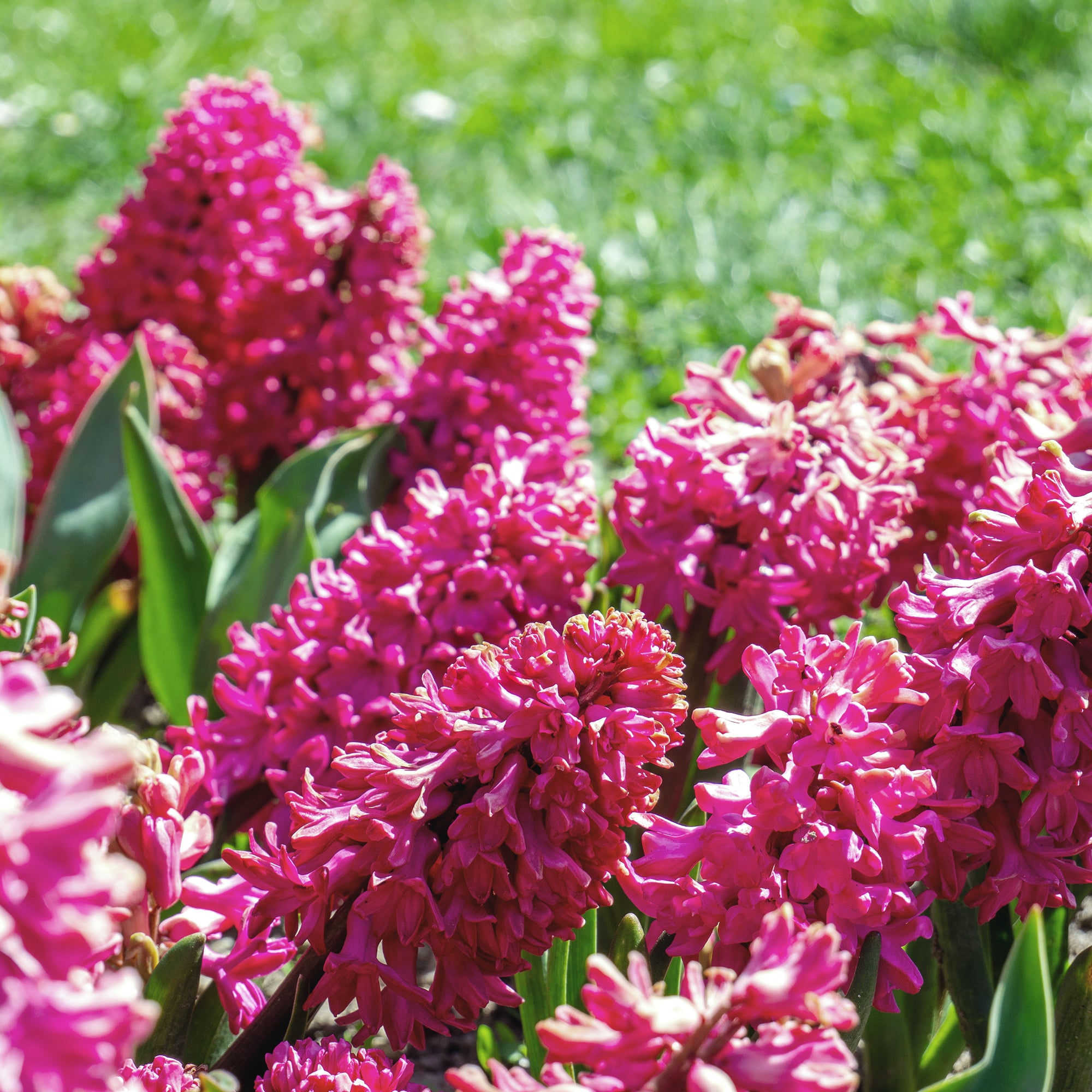 Bloembollen Rode Hyacinthen (x3) - Hyacinthus orientalis | Bakker.com