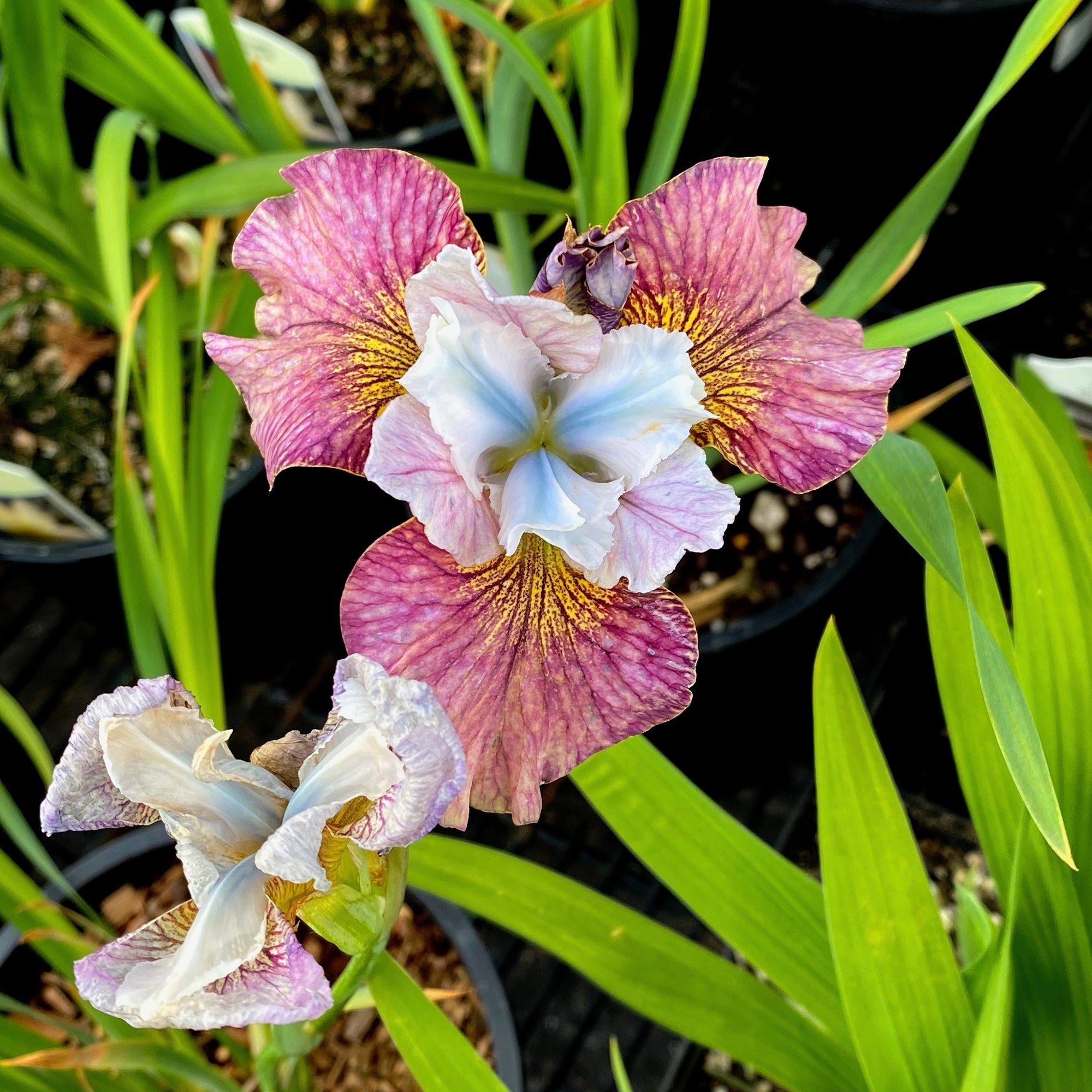 Siberische iris 'Painted Women' (x2) - Iris sibirica painted women ...