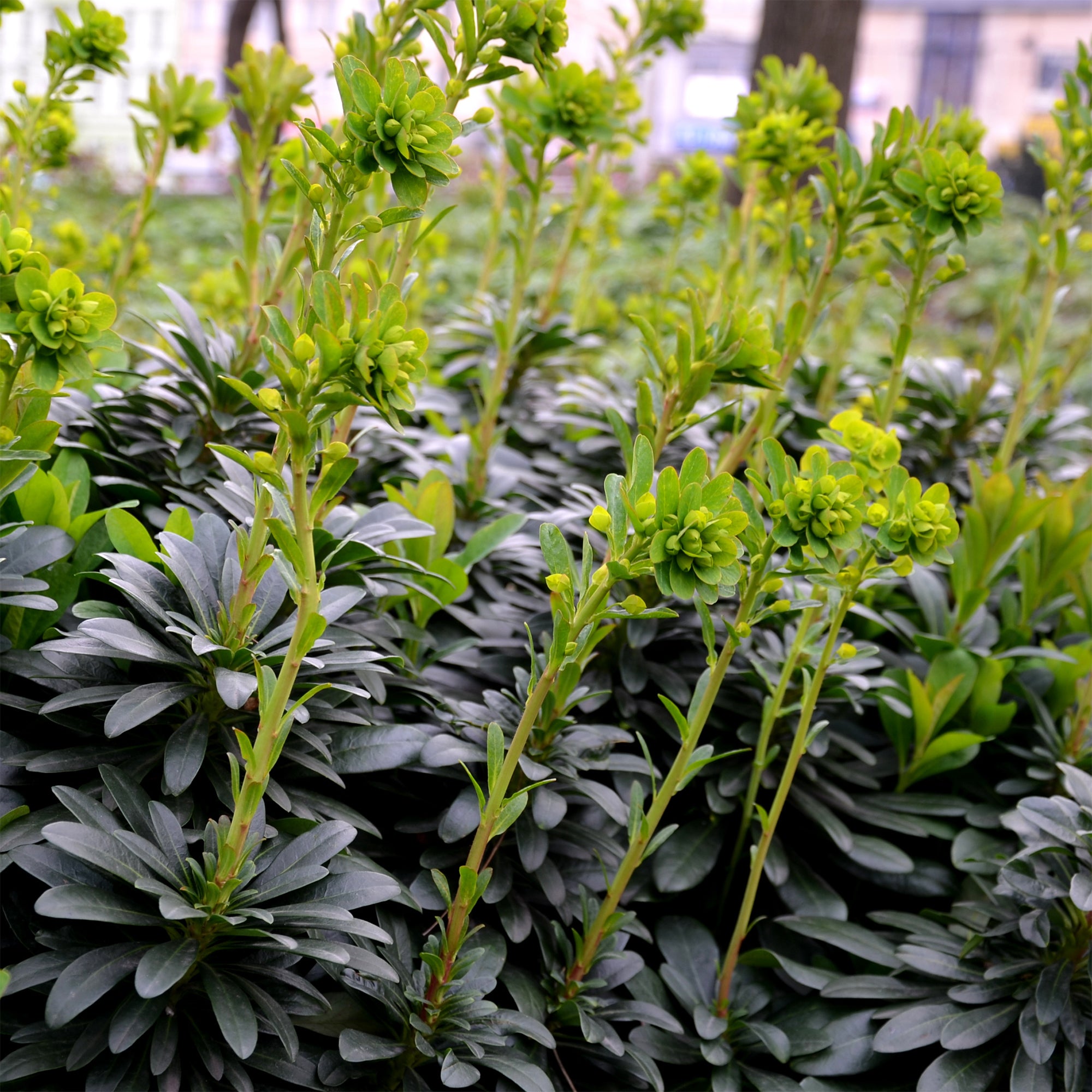 Wolfsmelk Mrs. Robb - Euphorbia amygdaloides subsp. robbiae | Bakker.com