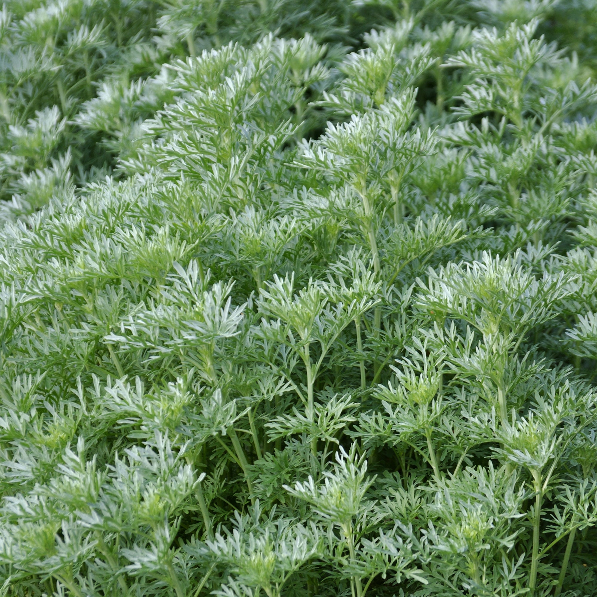 Alsem - Artemisia absinthium | Bakker.com