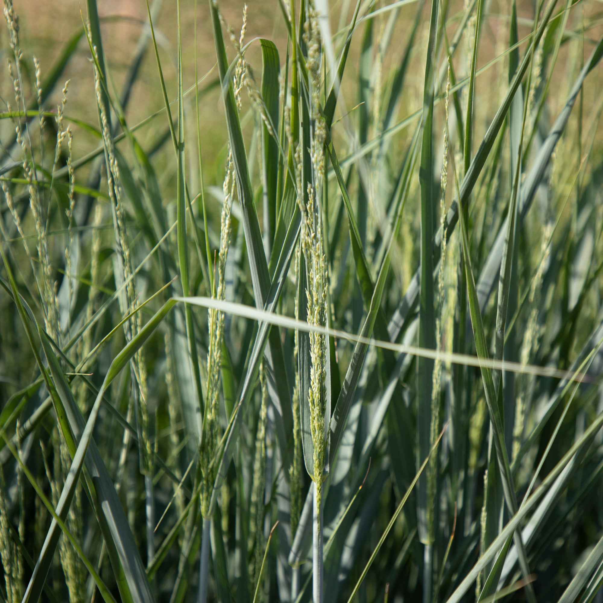 Vingergras - Panicum amarum | Bakker.com