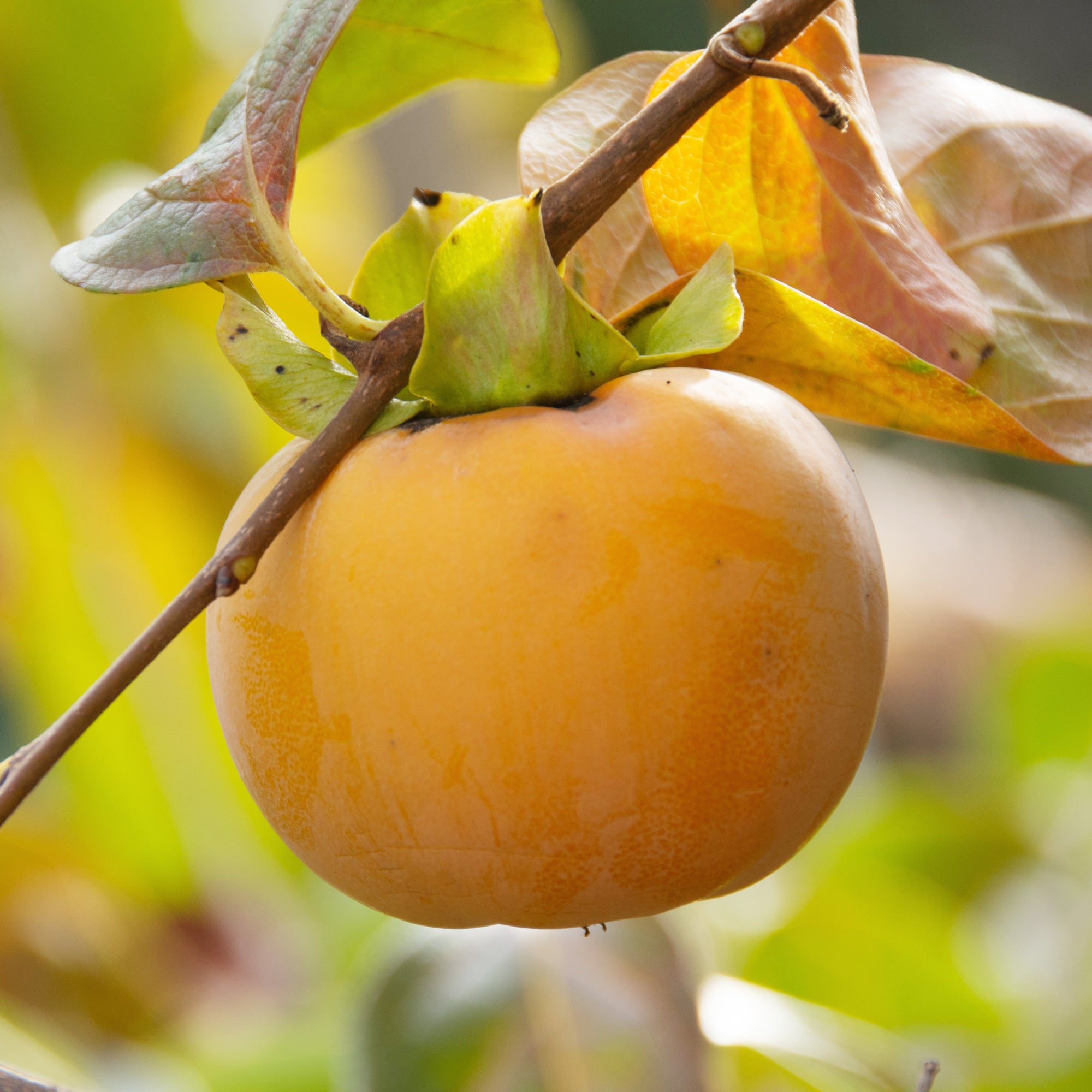 Kakiboom 'Tipo' - Kaki diospyros tipo | Bakker.com