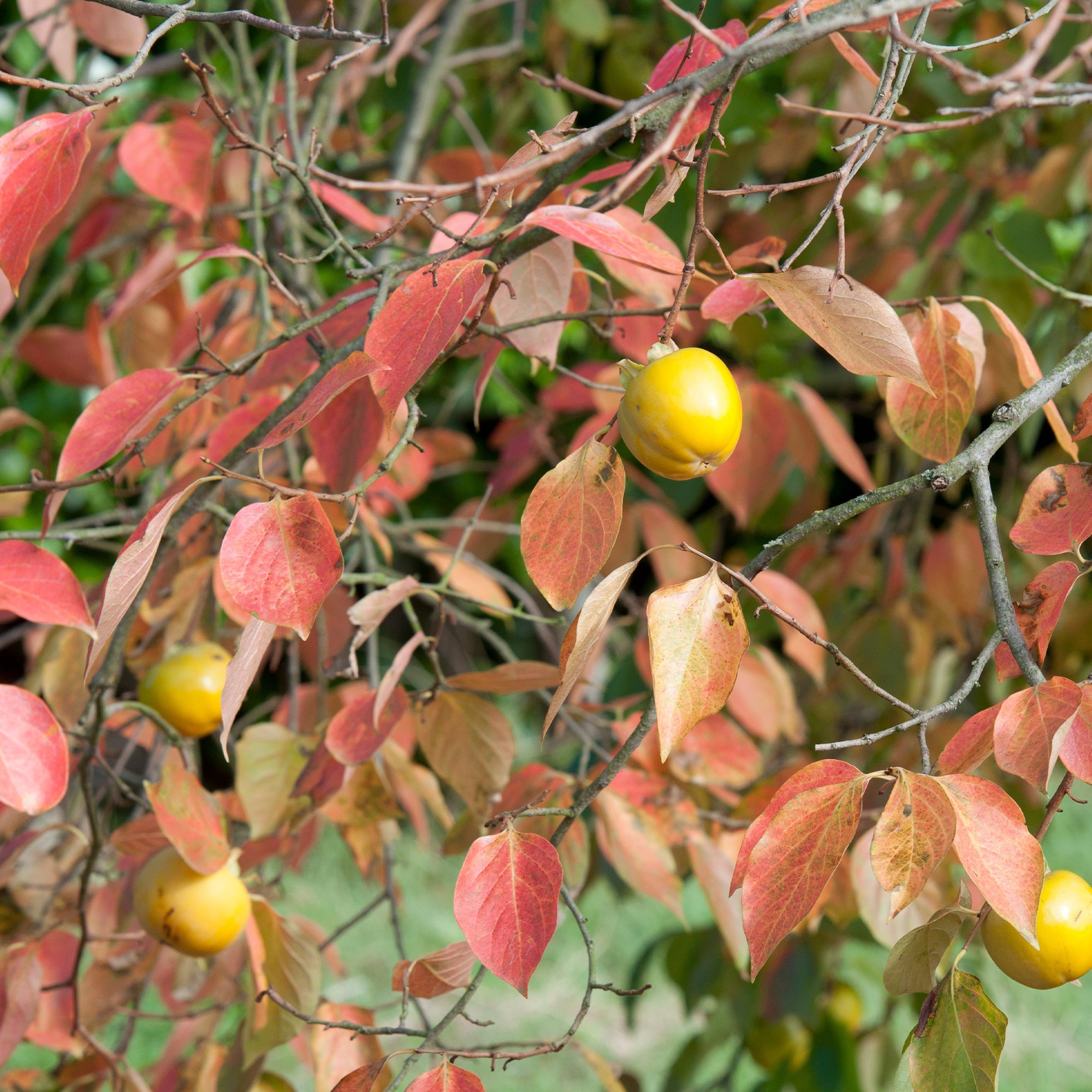 Kakiboom 'Tipo' - Kaki diospyros tipo | Bakker.com