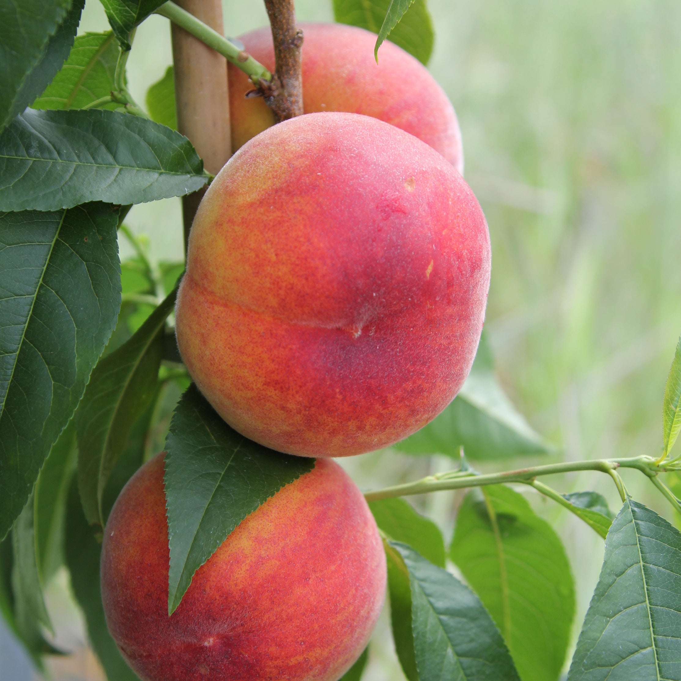 Perzik 'Red Haven' - Prunus persica red haven | Bakker.com