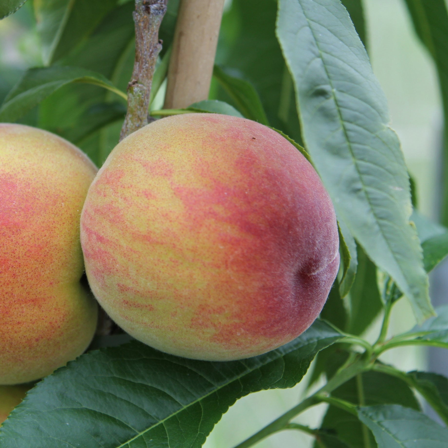 Perzik 'Suncrest' - Prunus persica suncrest | Bakker.com