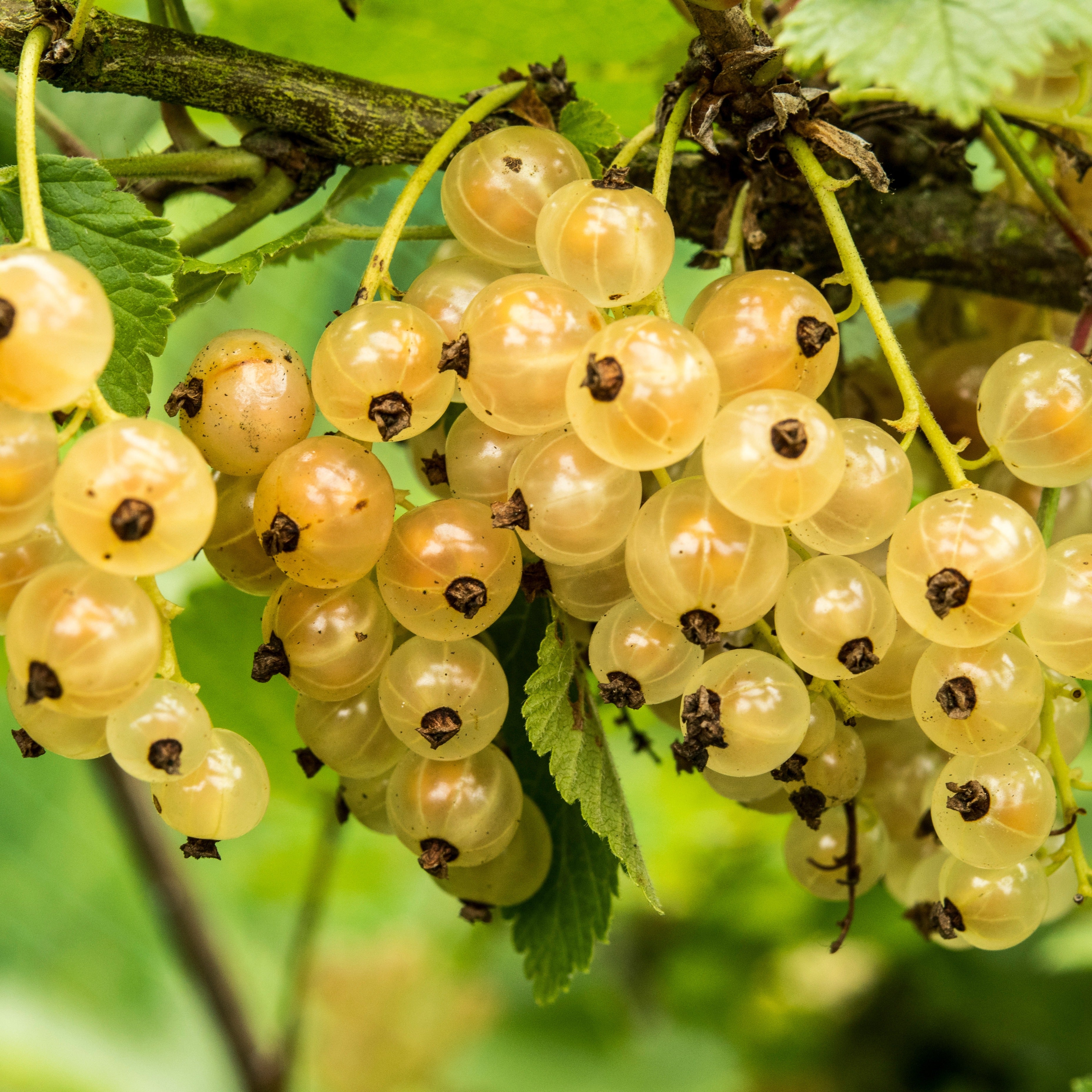 Witte aalbes 'Witte Hollander' - Ribes rubrum Witte Hollander | Bakker.com
