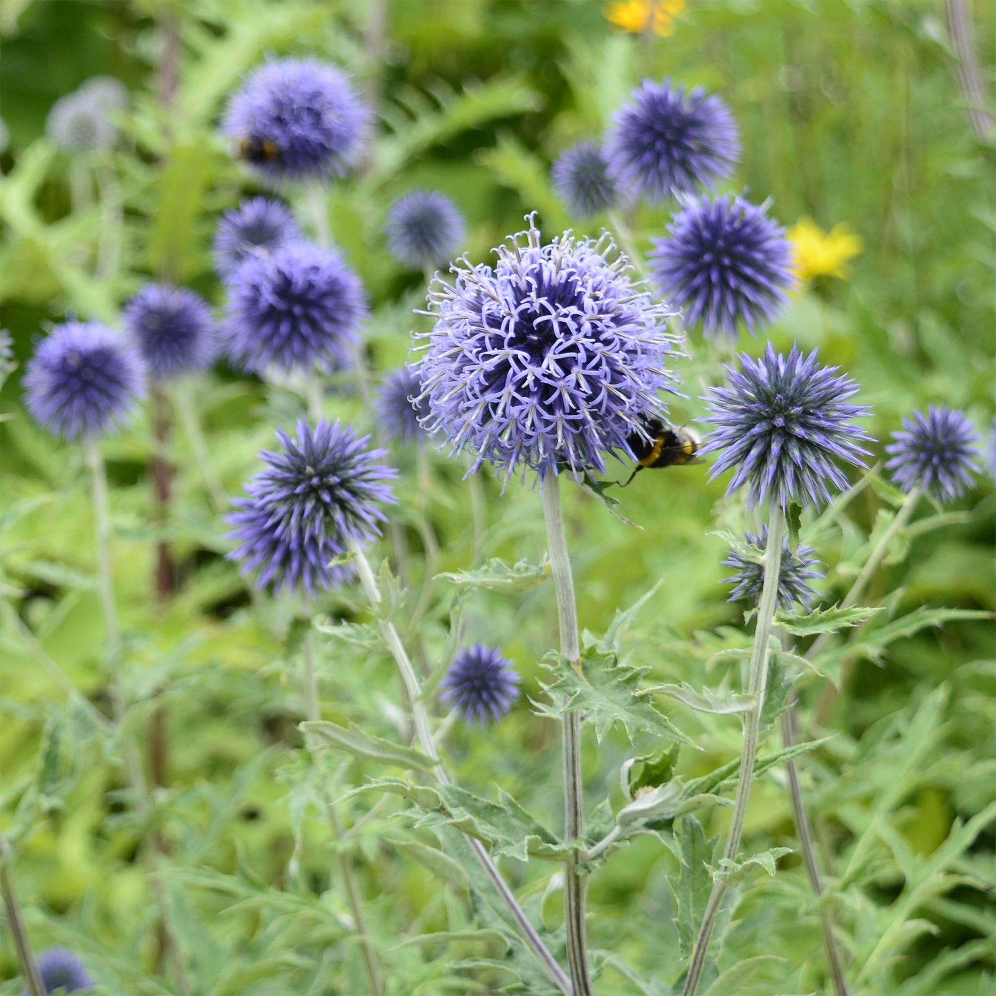 Kogeldistel - Echinops ritro | Bakker.com