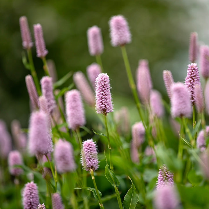 Duizendknooop Blackfield - Persicaria amplexicaulis Blackfield | Bakker.com