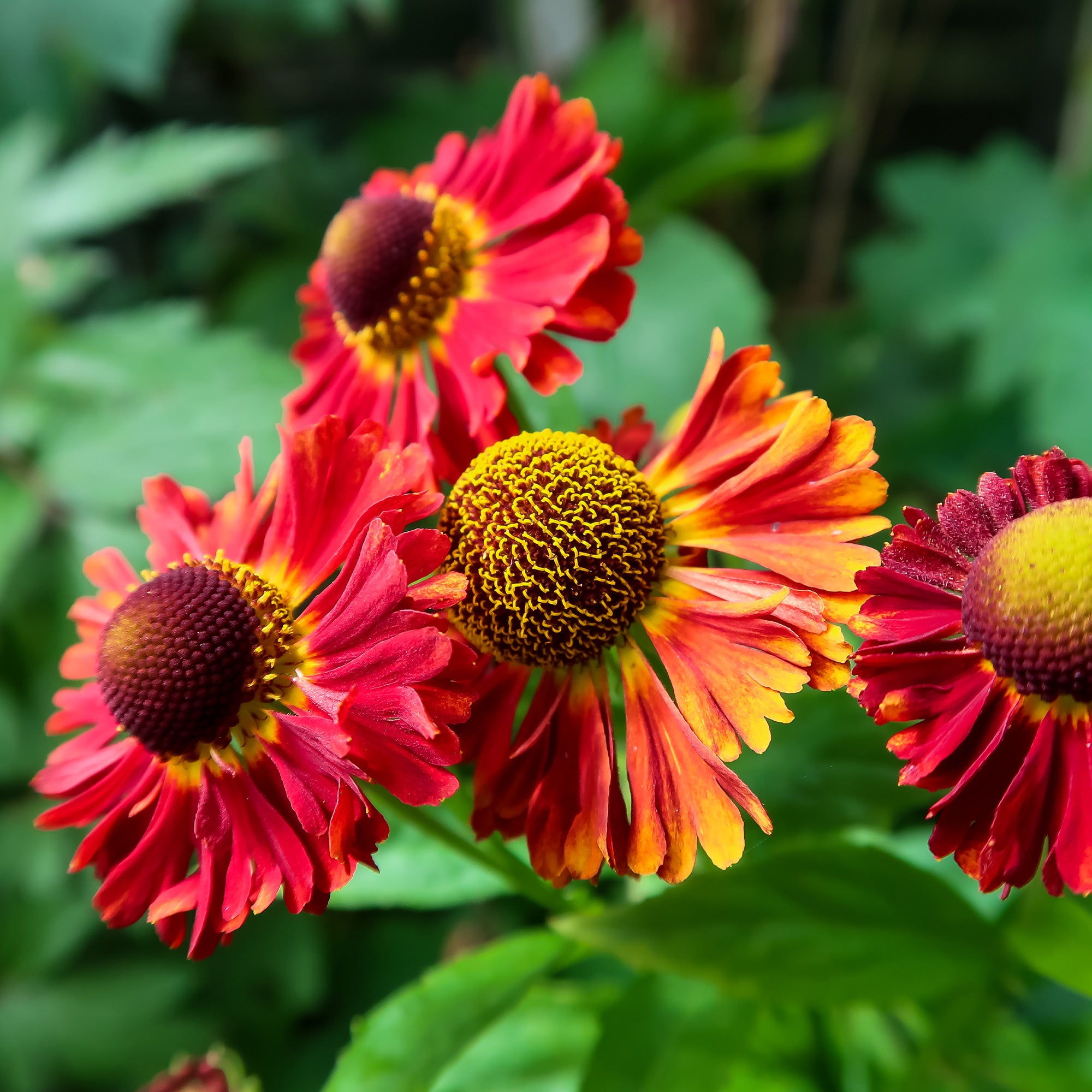 Helenium 'Red Jewel' / Zonnekruid - Helenium red jewel | Bakker.com