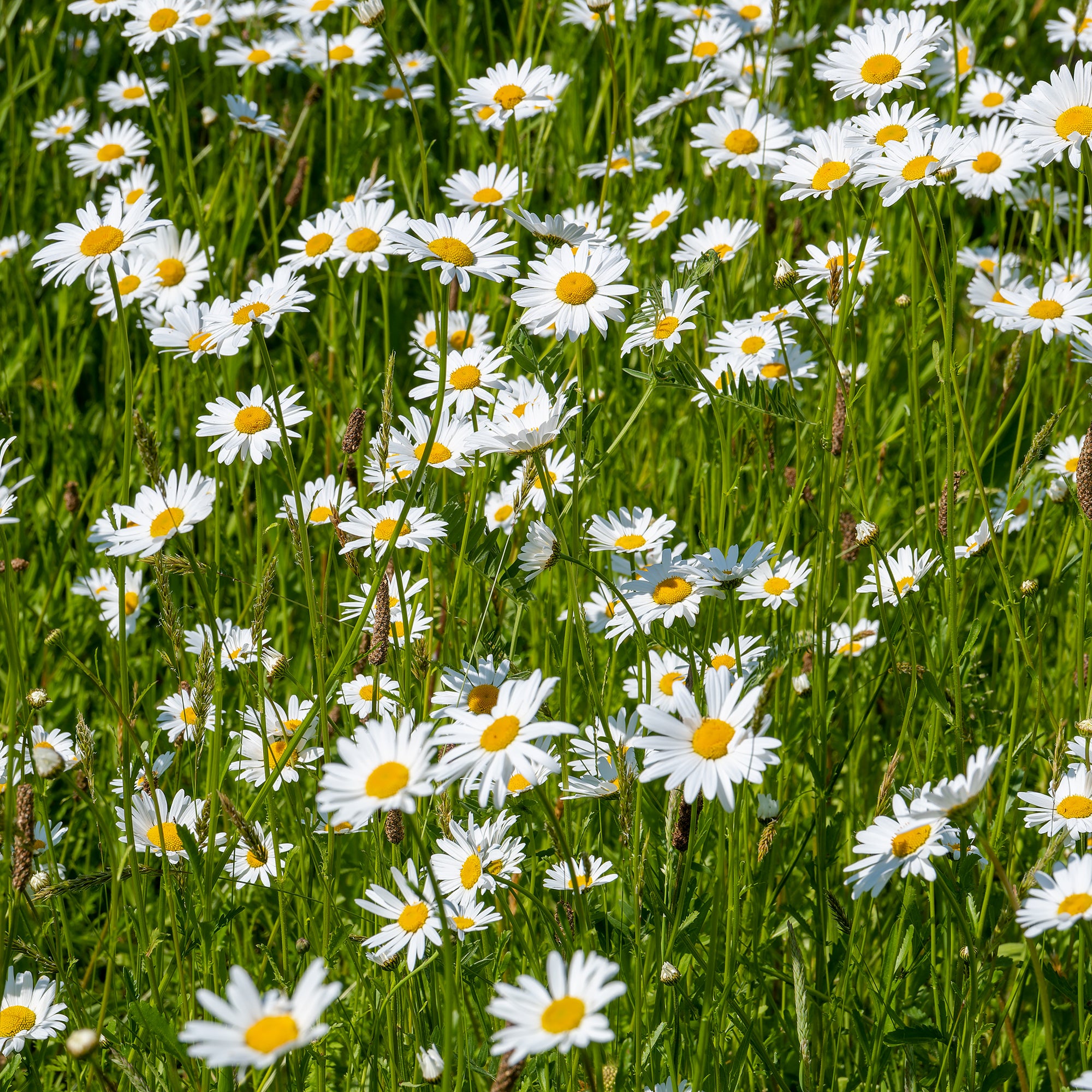 Gewone margriet - Leucanthemum vulgare | Bakker.com