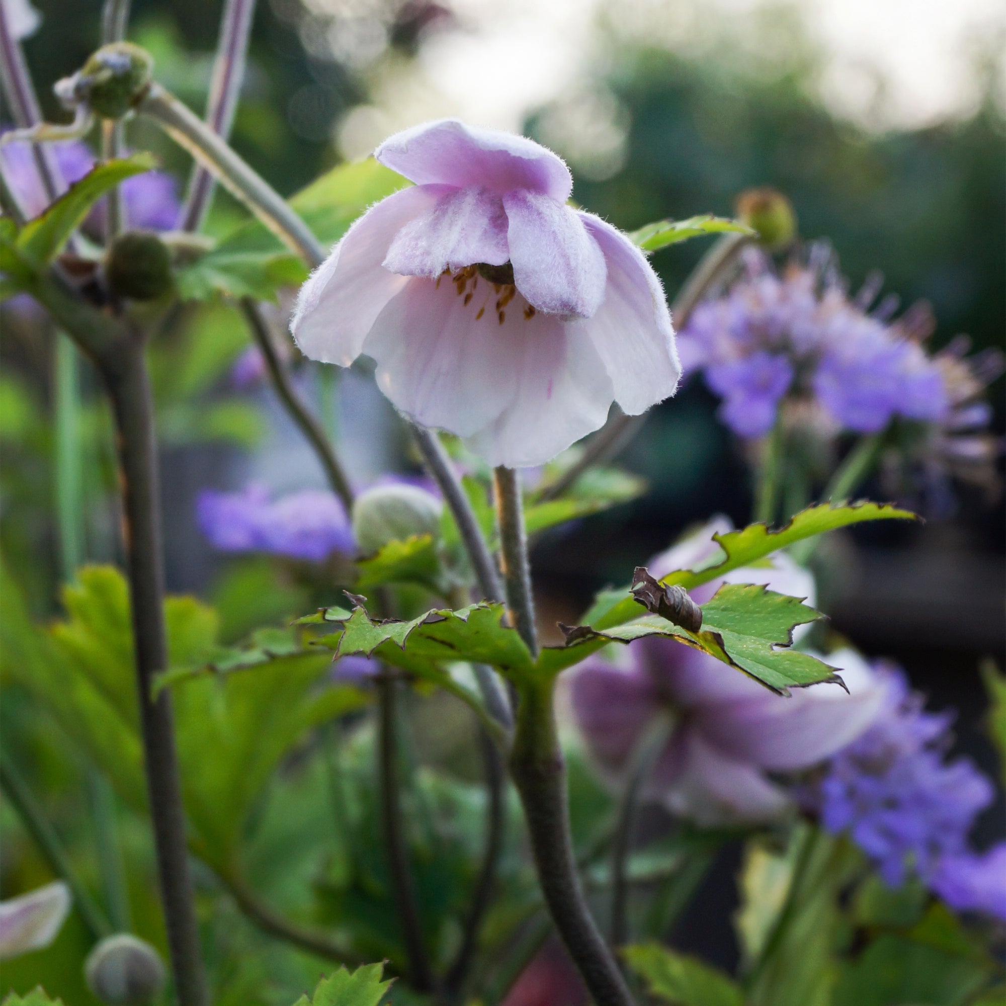 Japanse anemoon Ruffled Swan - Anemone Ruffled Swan | Bakker.com