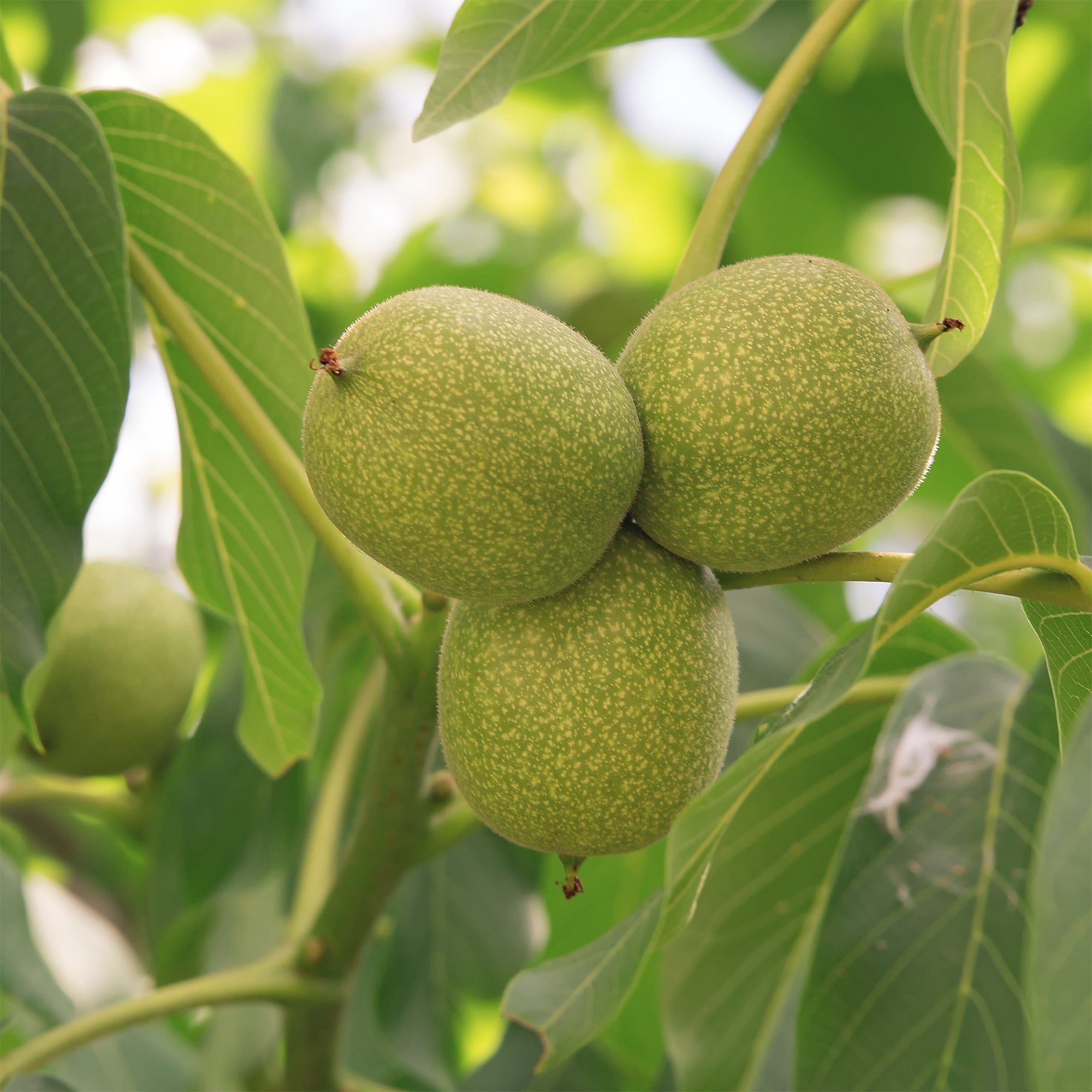 Gewone walnoot Chandler - Juglans regia Chandler | Bakker.com