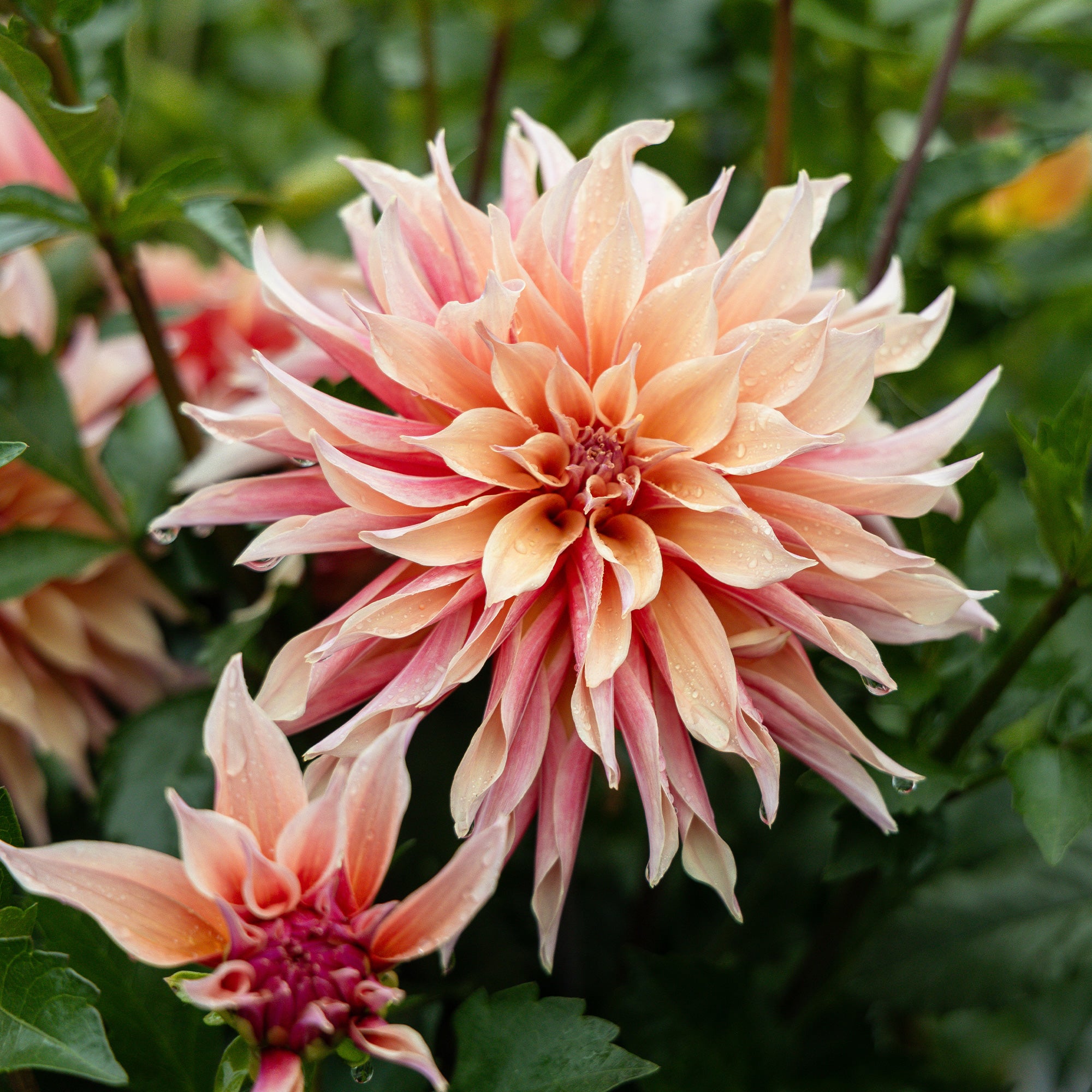 Bloembollen Decoratieve Dahlia Labyrint - Dahlia Labyrinth | Bakker.com