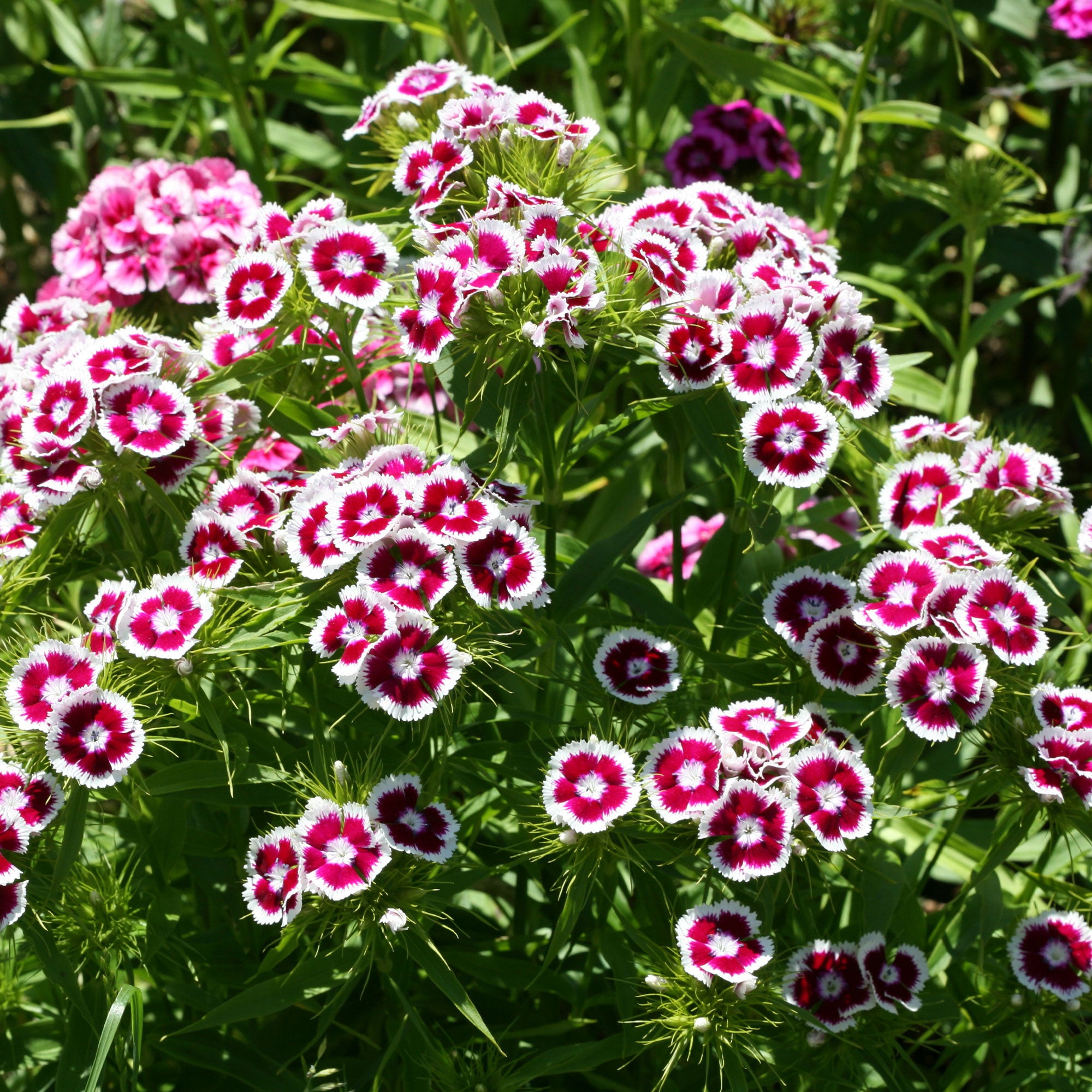 Picotee Paarse Anjer - Dianthus barbatus Barbarini Purple Picotee ...
