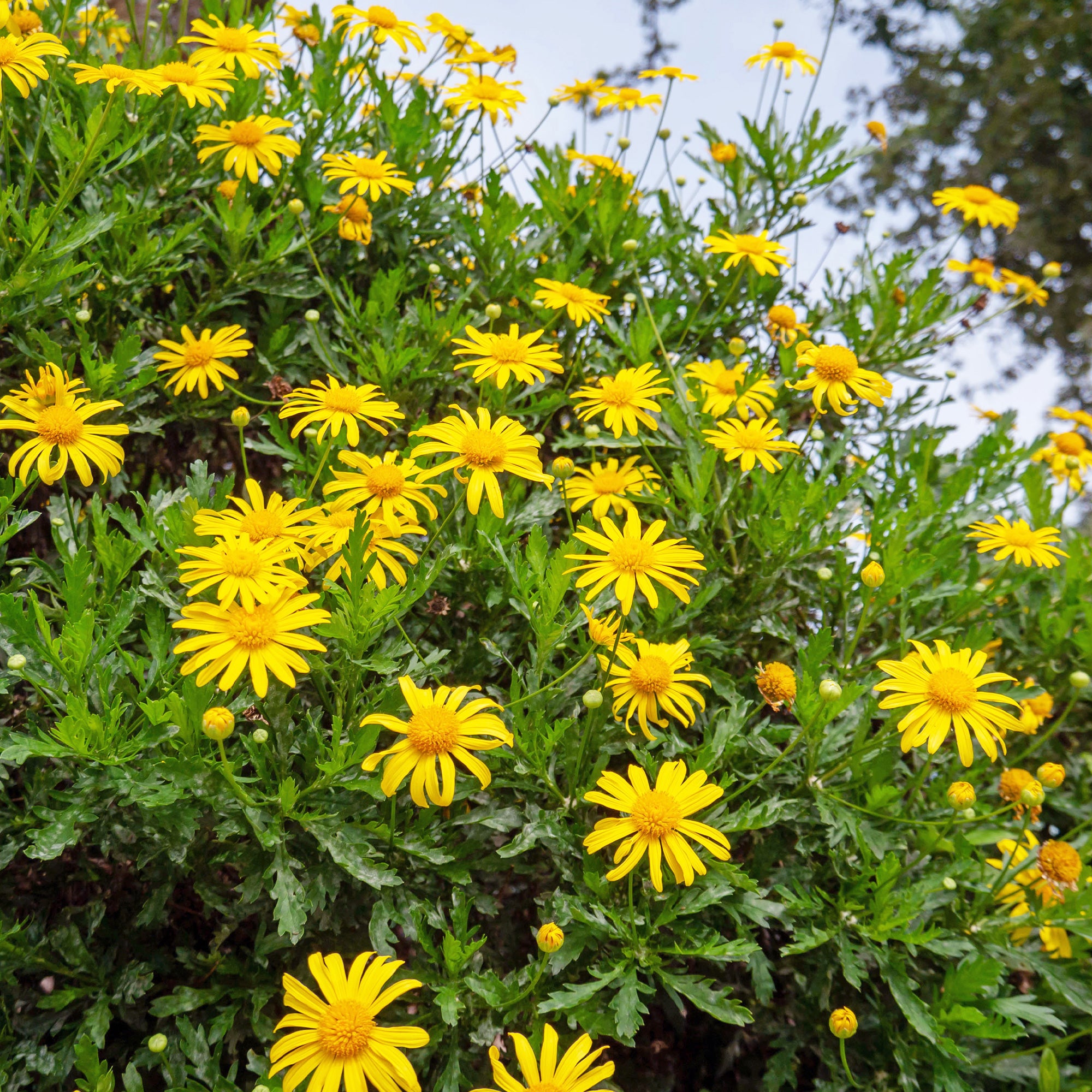 Zuid-Afrikaanse margriet - Euryops chrysanthemoides | Bakker.com