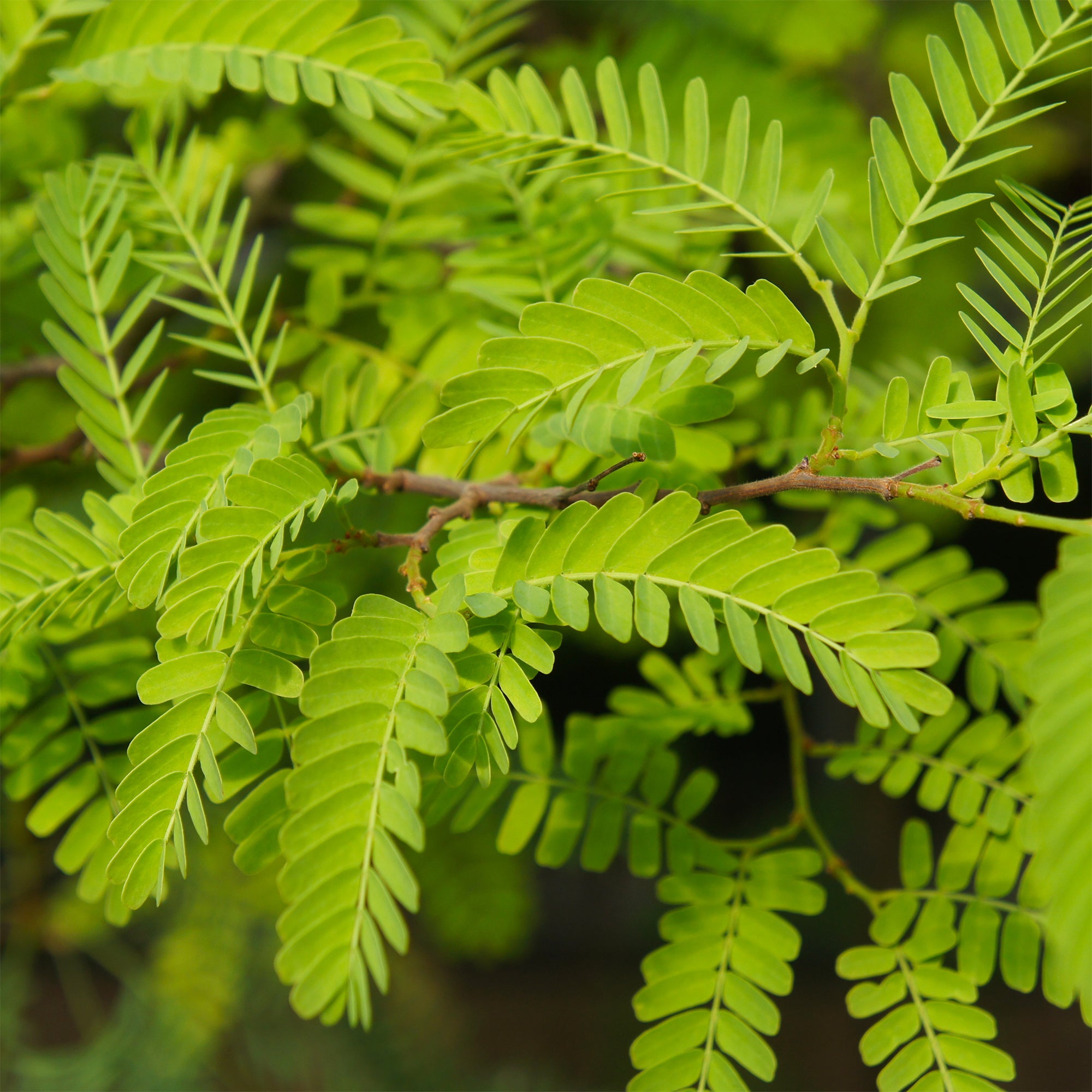 Amerikaanse gleditsia 'Elegantissima' / Valse christusdoorn - Gleditsia ...